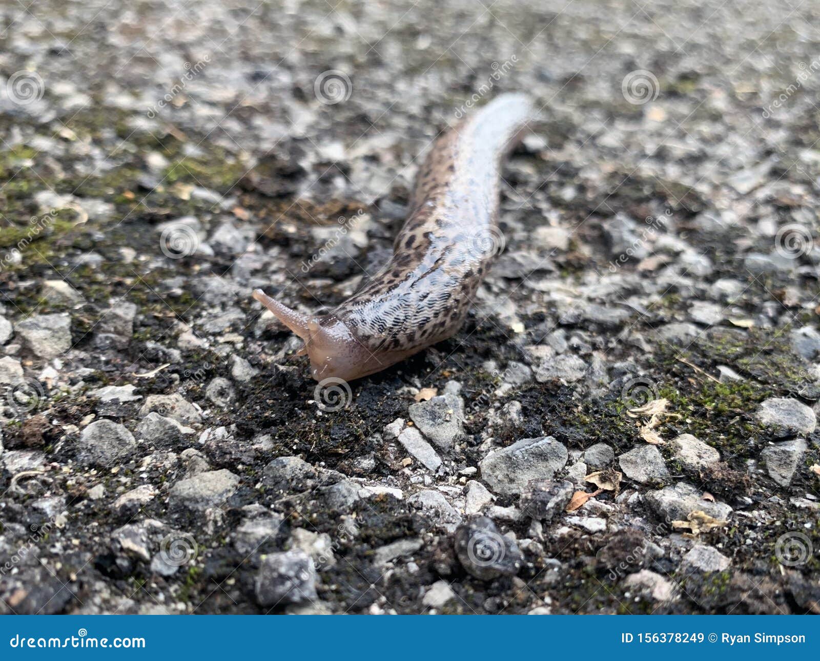 Leopard Slug Isolated On White Stock Photo | CartoonDealer.com #188541444