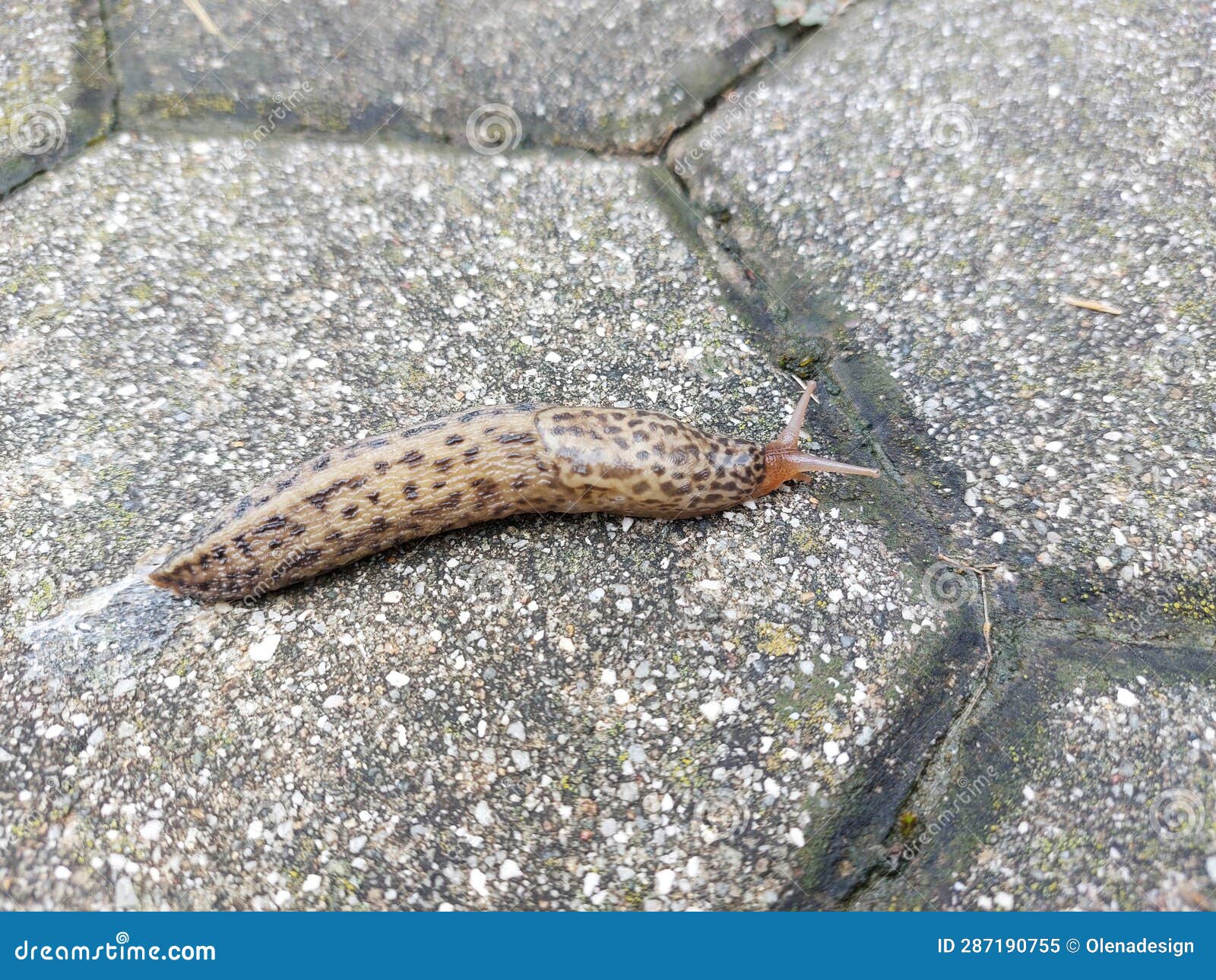 Leopard Slug is Crawling on Tile - Gastropod Mollusc Stock Image ...