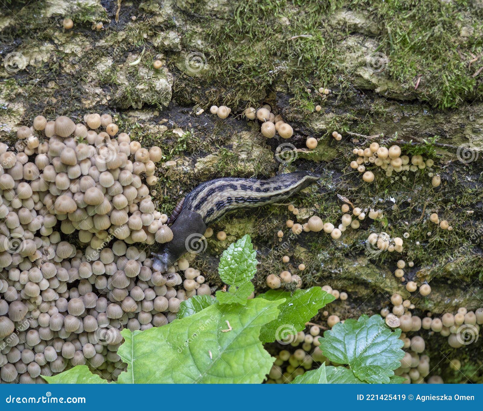 Greenhouse Slug Isolated On White Background, Milax Gagates Royalty ...