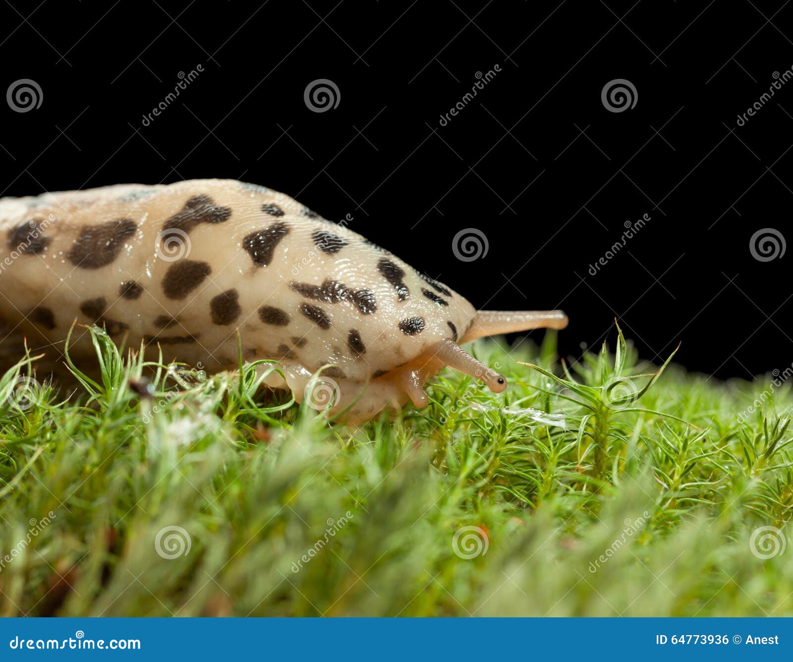 Leopard Slug Head Lateral View Stock Photo - Image of crawling, limax ...