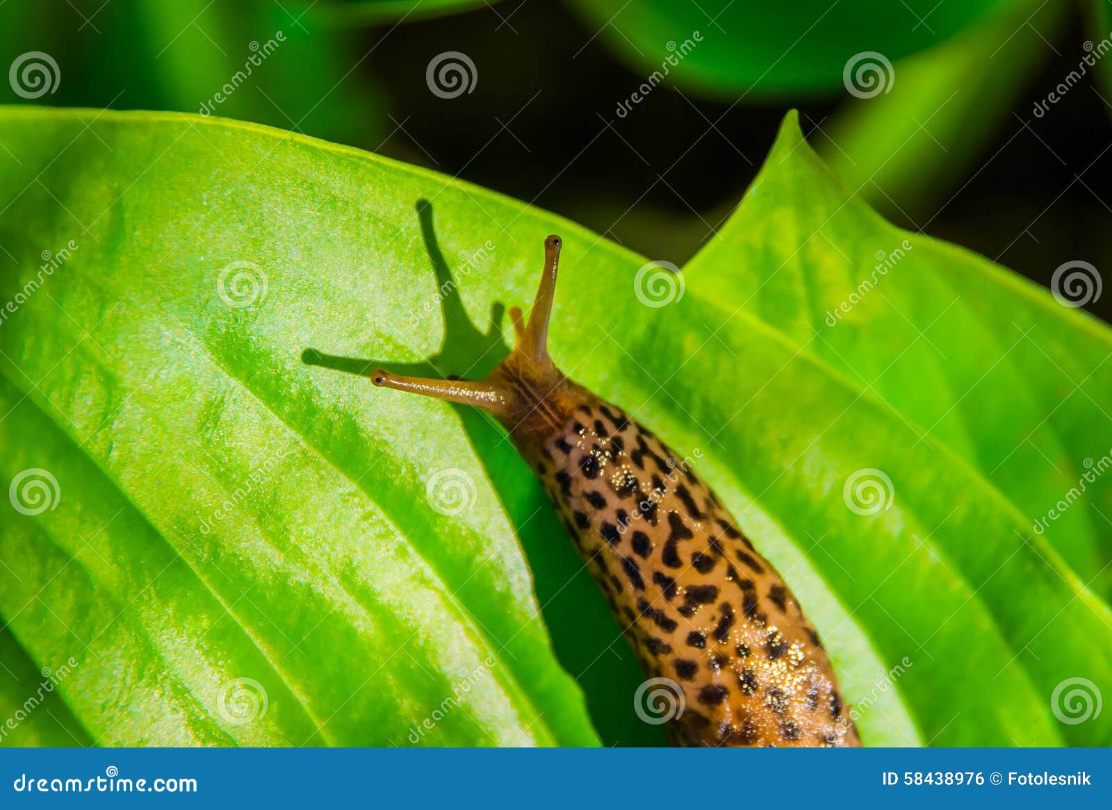 172 Leopard Slug Leaf Stock Photos - Free & Royalty-Free Stock Photos ...