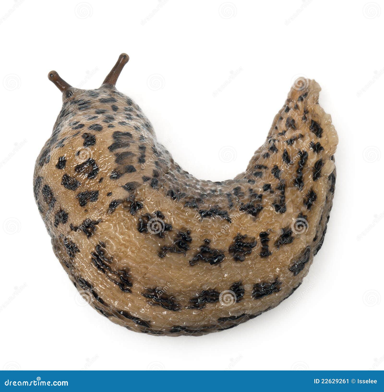 Leopard Slug Isolated On White Stock Photo | CartoonDealer.com #188541444