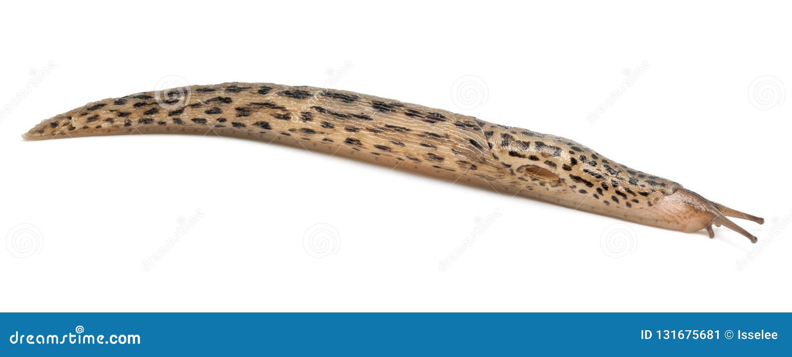 Leopard Slug - Limax Maximus, in Front of White Background Stock Image ...