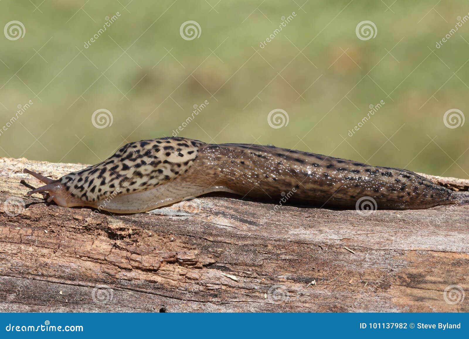 Leopard Slug Limax maximus stock photo. Image of snail - 101137982