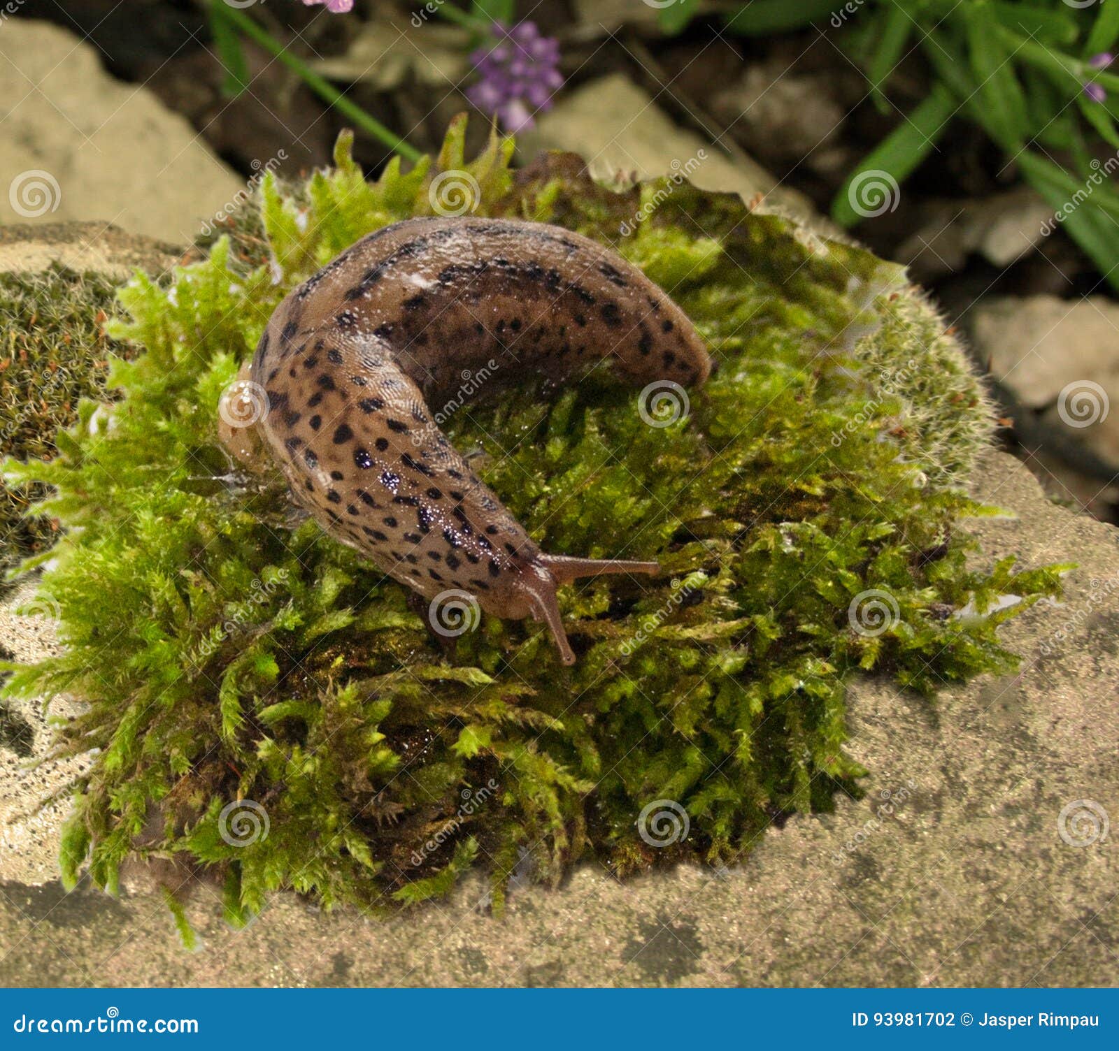 Leopard Slug Isolated On White Stock Photo | CartoonDealer.com #188541444