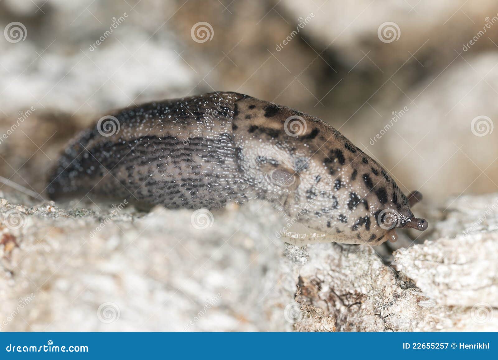 Leopard Slug (Limax Maxius) Crawling on Wood Stock Image - Image of ...