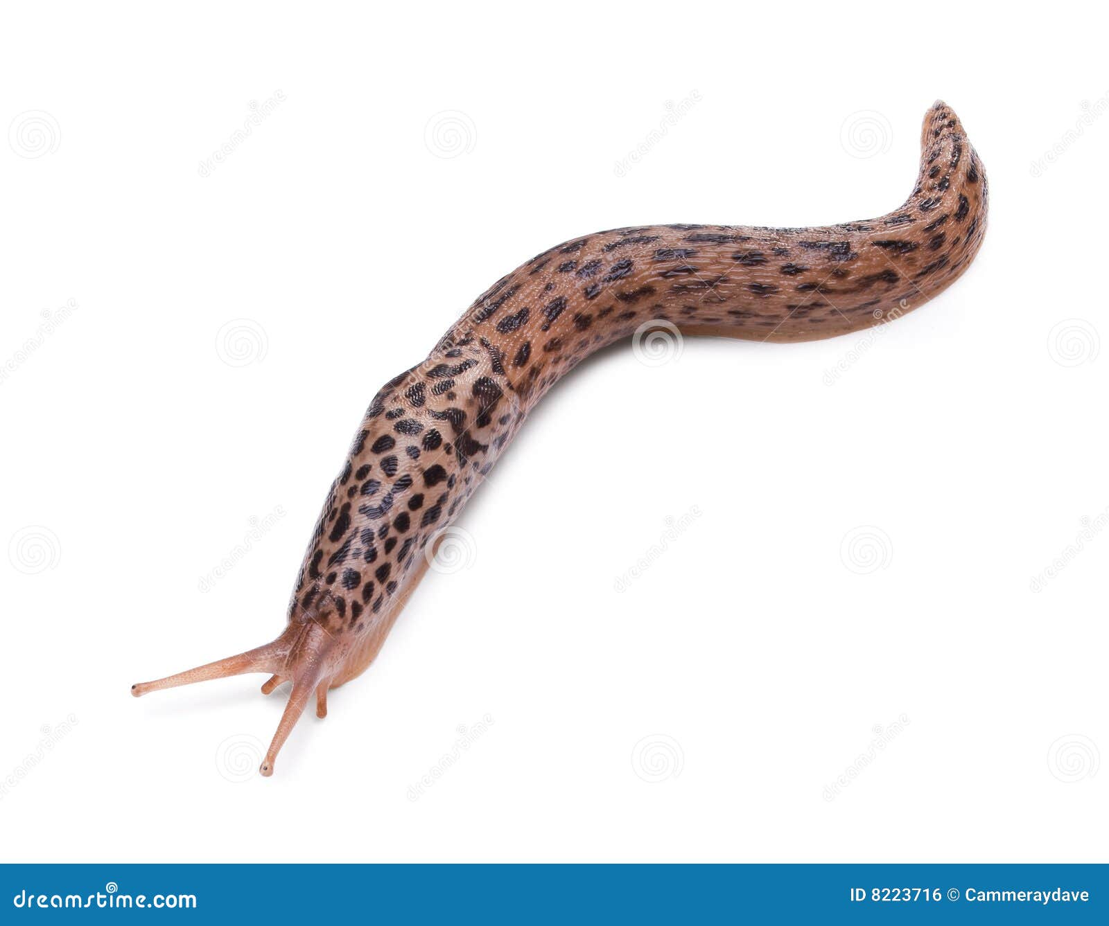 Leopard Slug Pest stock photo. Image of white, mollusk - 8223716