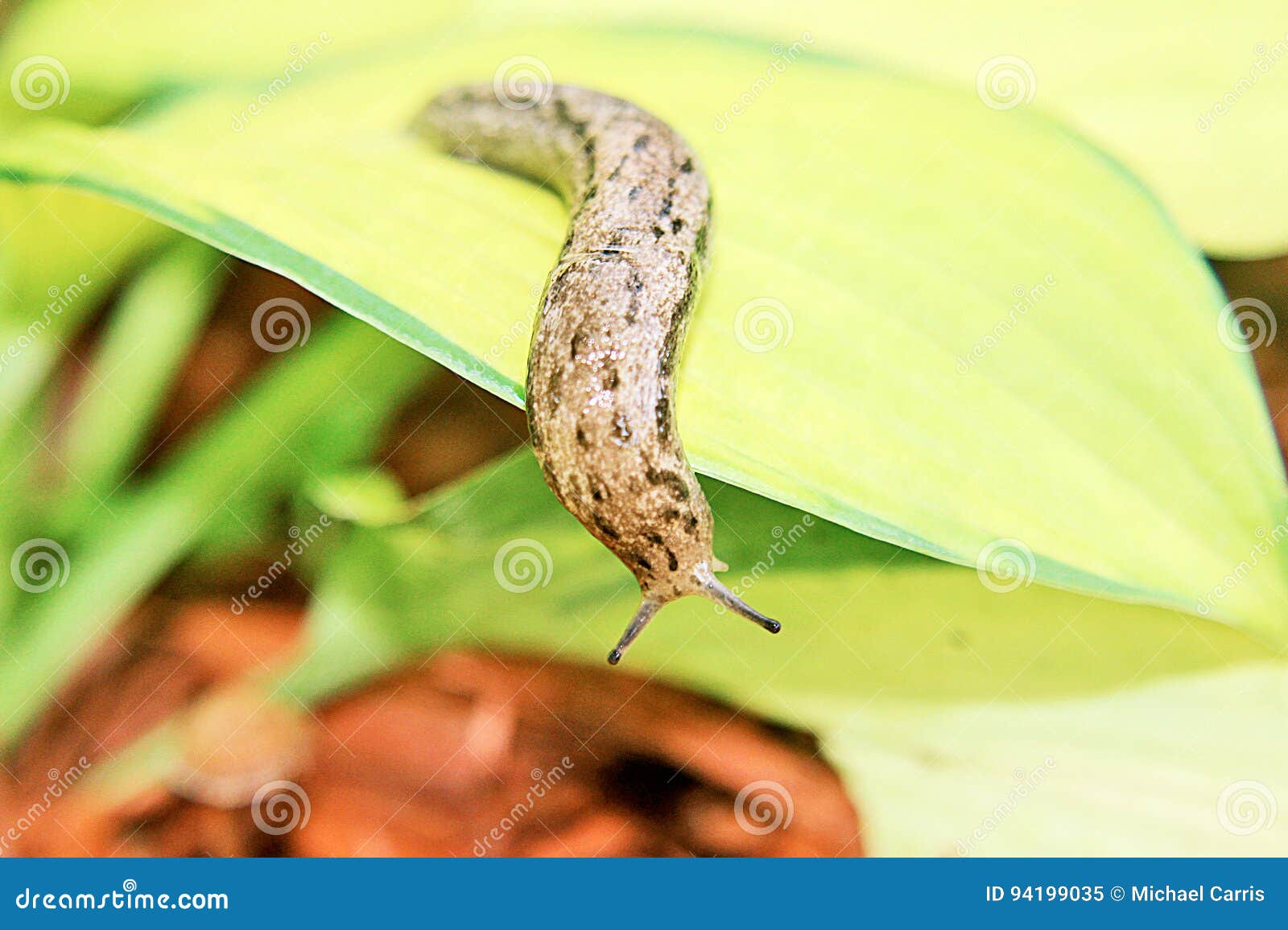 Leopard Slug Isolated On White Stock Photo | CartoonDealer.com #188541444