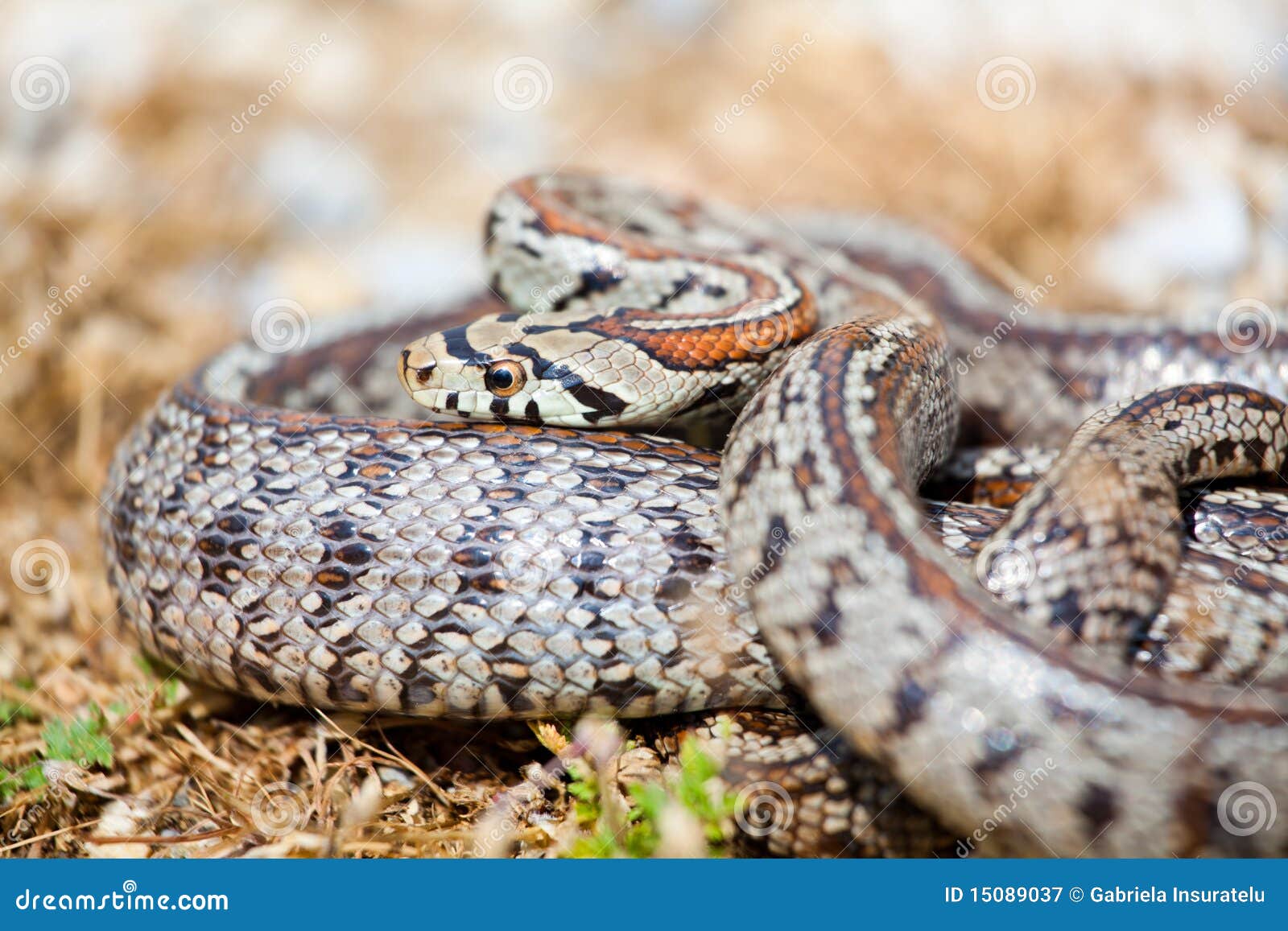 Leopard Snake stock image. Image of wildlife, animal - 15089037