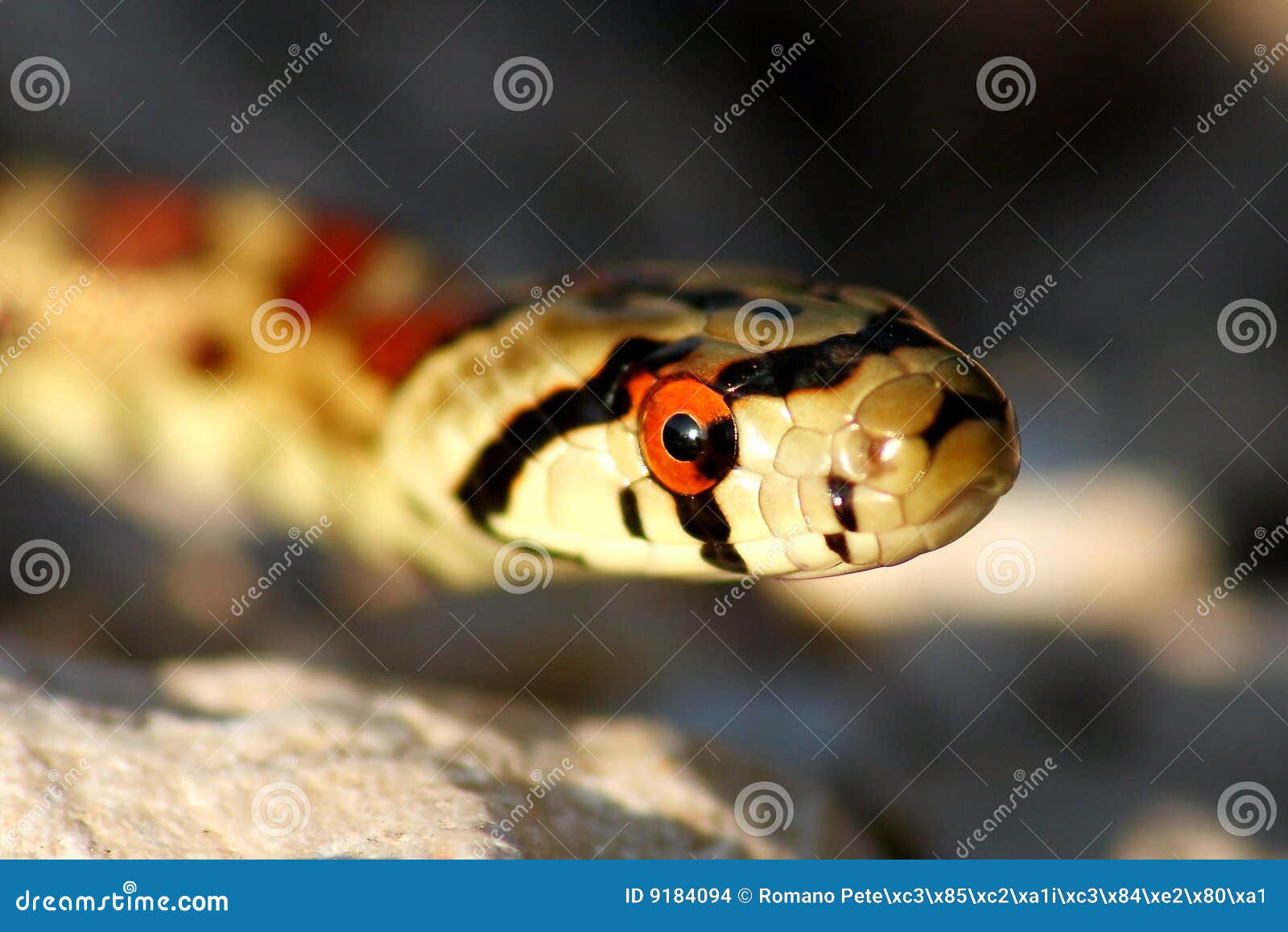 Leopard snake stock photo. Image of patterned, reptiles - 9184094