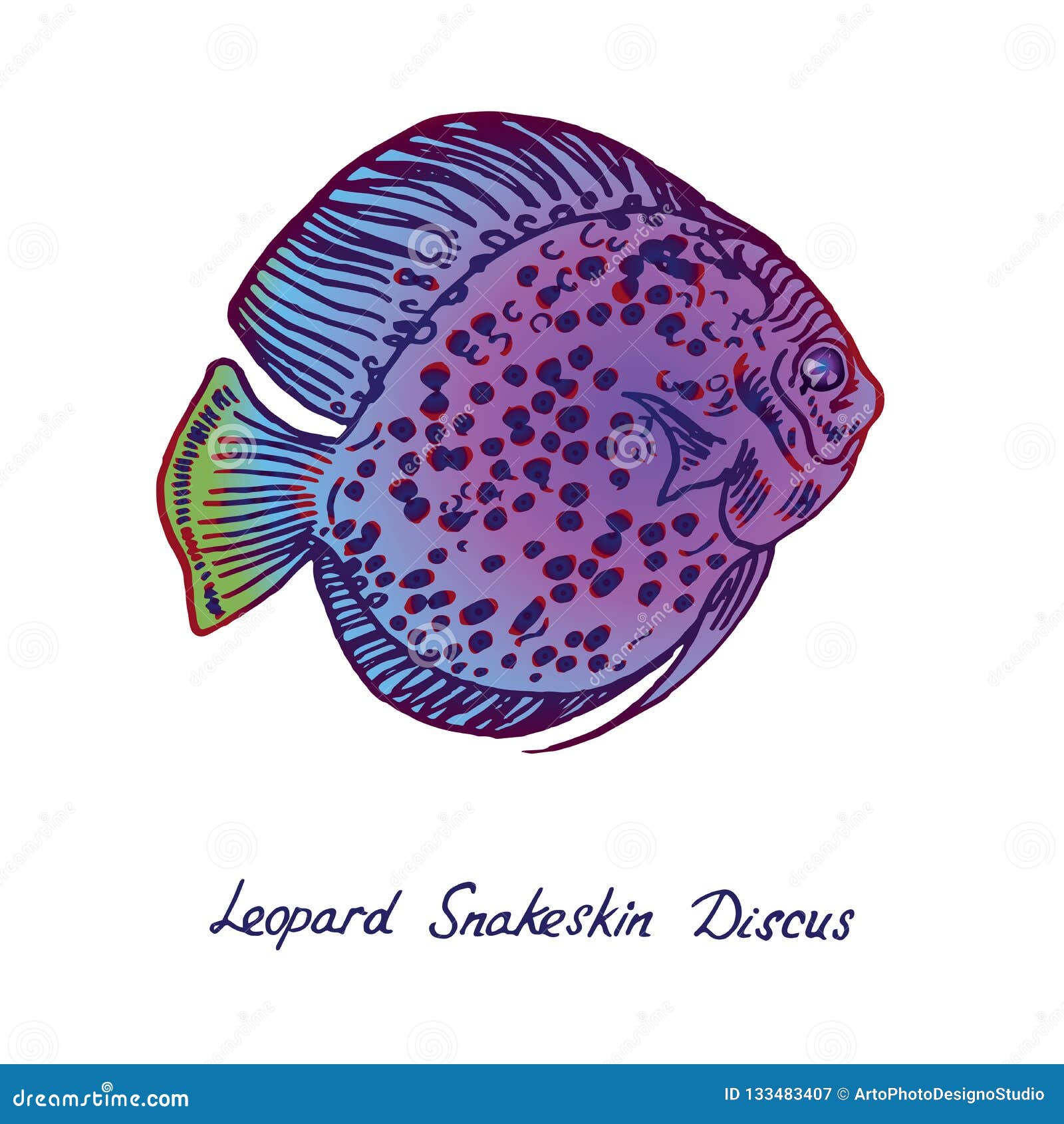 Leopard Snakeskin Discus Symphysodon, Hand Drawn Doodle Stock Vector ...