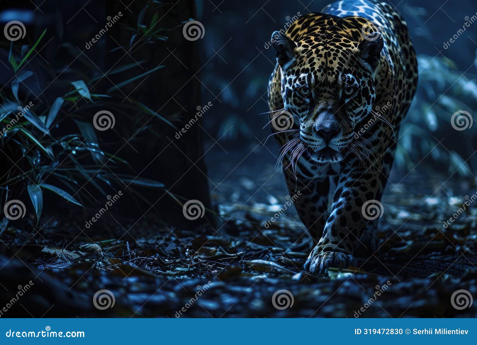 Leopard Sneaking Up in the Jungle at Night. Wild Predator Ready To ...