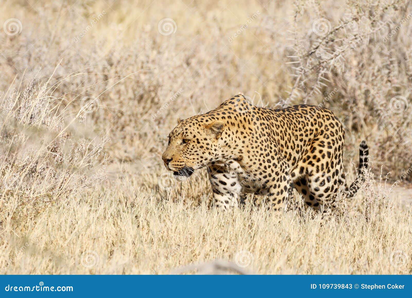 Leopard hunts a springbok stock image. Image of namibia - 109739843