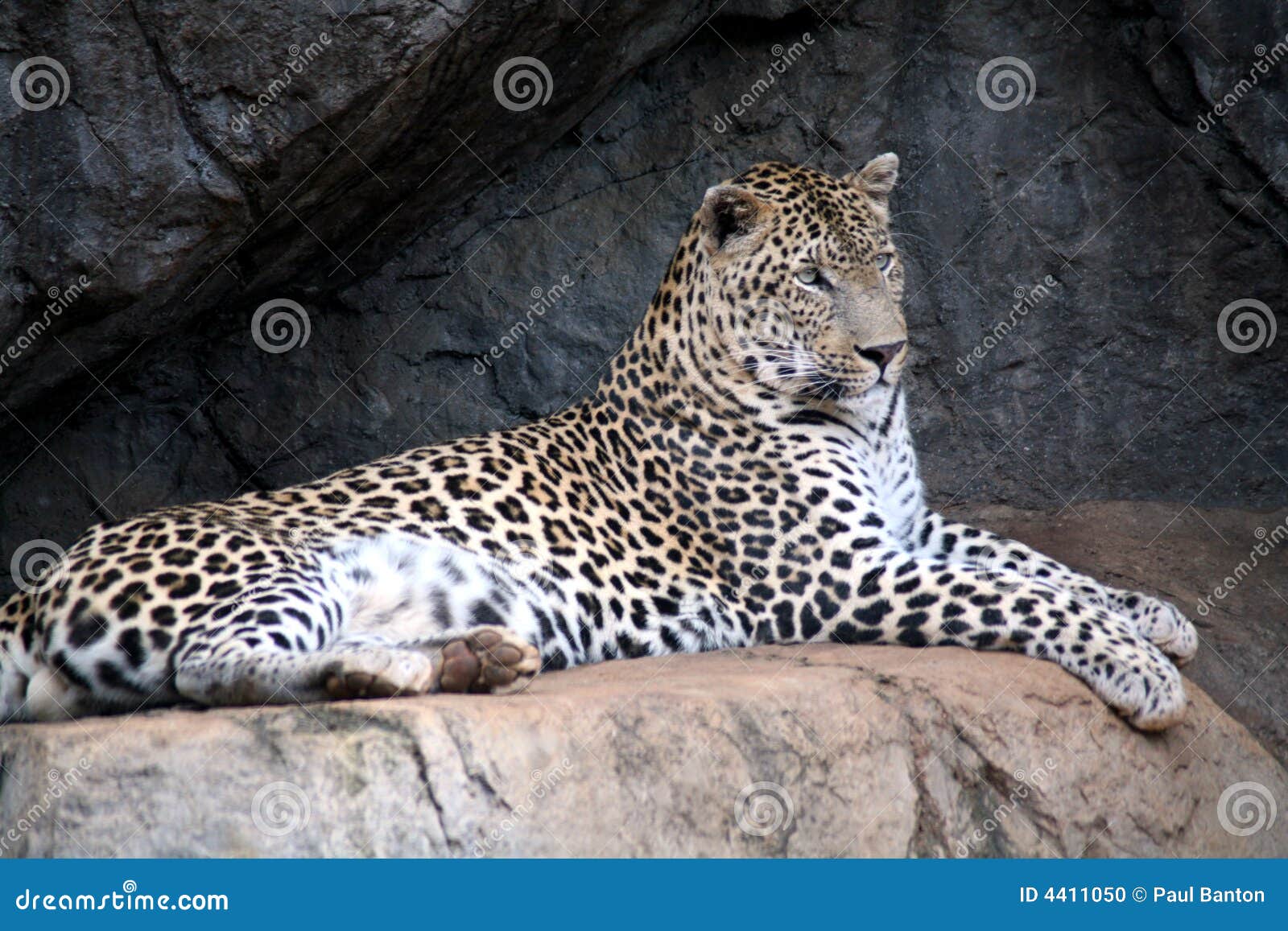 Leopard (South Africa) stock photo. Image of habitat, animals - 4411050