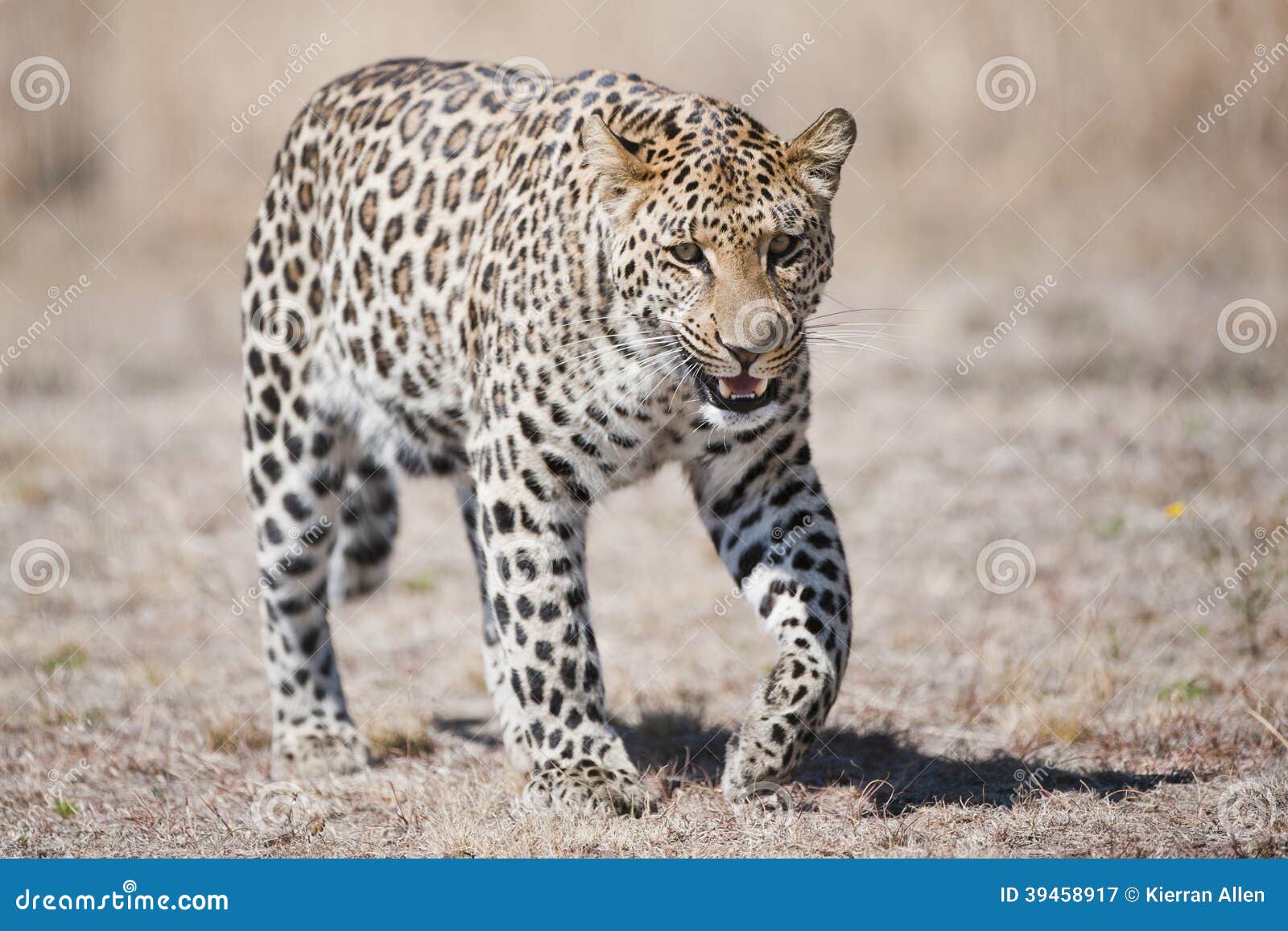 Leopard South Africa stock image. Image of water, impact - 39458917