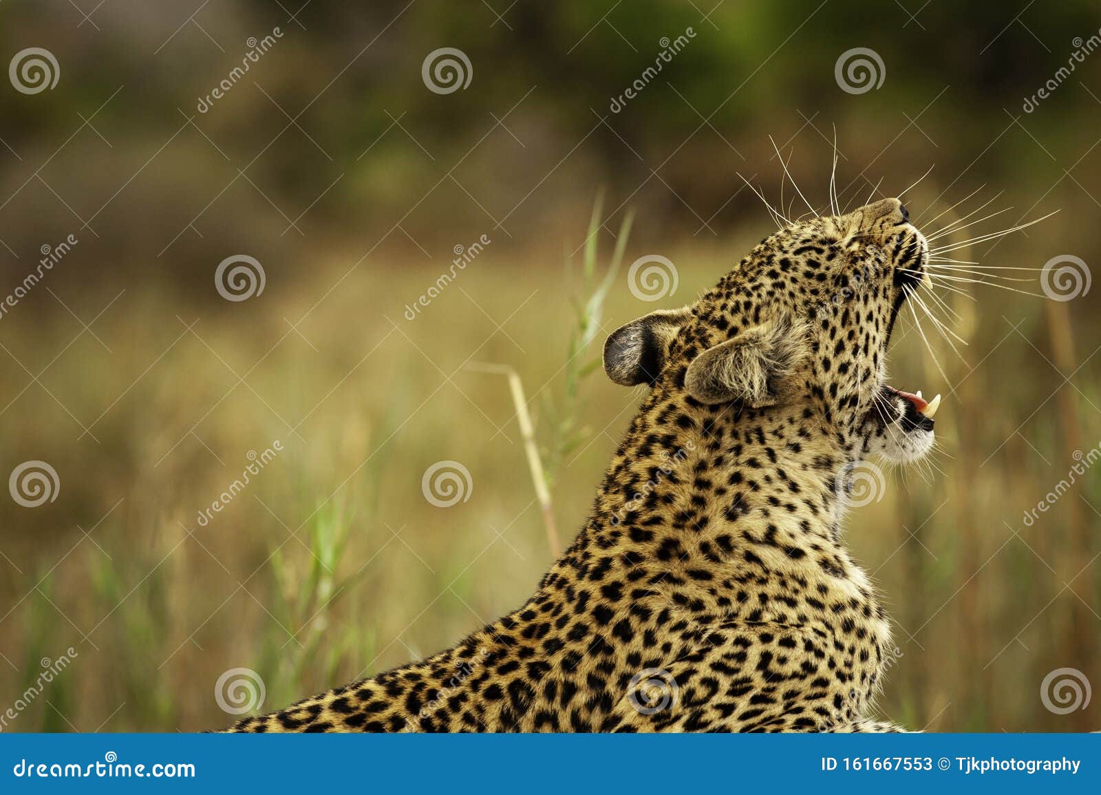 Leopard, South Africa,yawning, Stretching Stock Image - Image of hunter ...