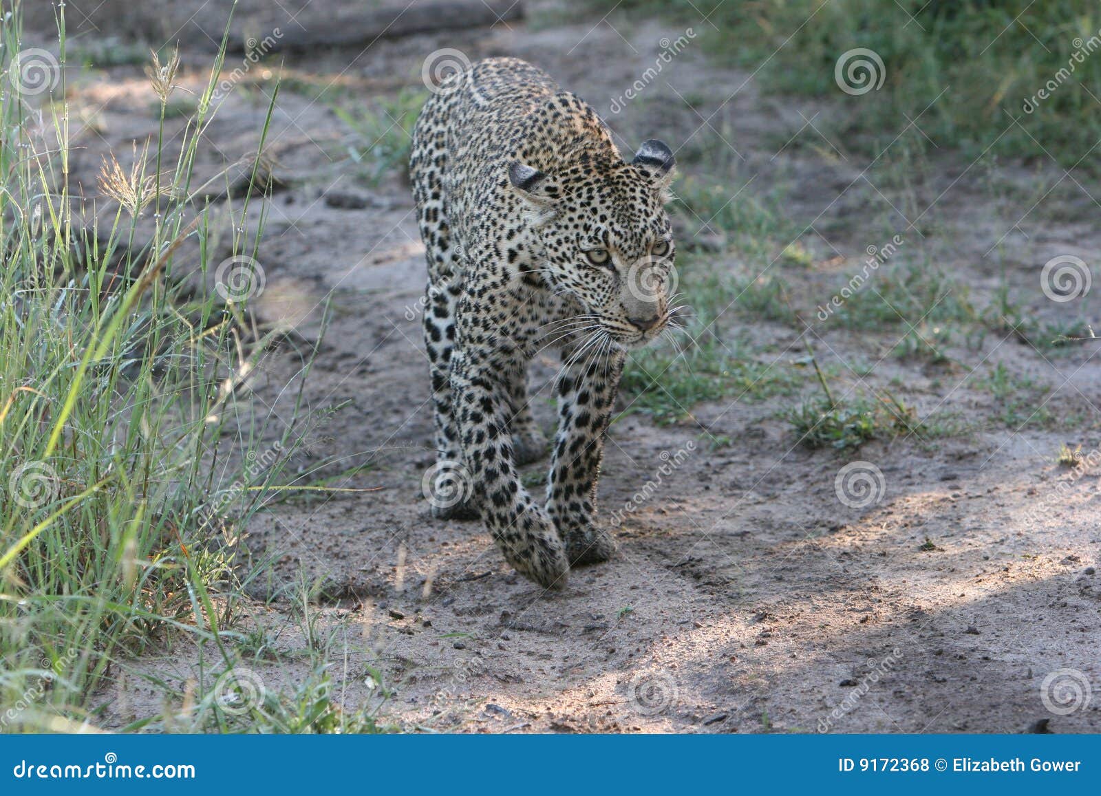 Leopard South African Safari Stock Photo - Image of adventure, africa ...