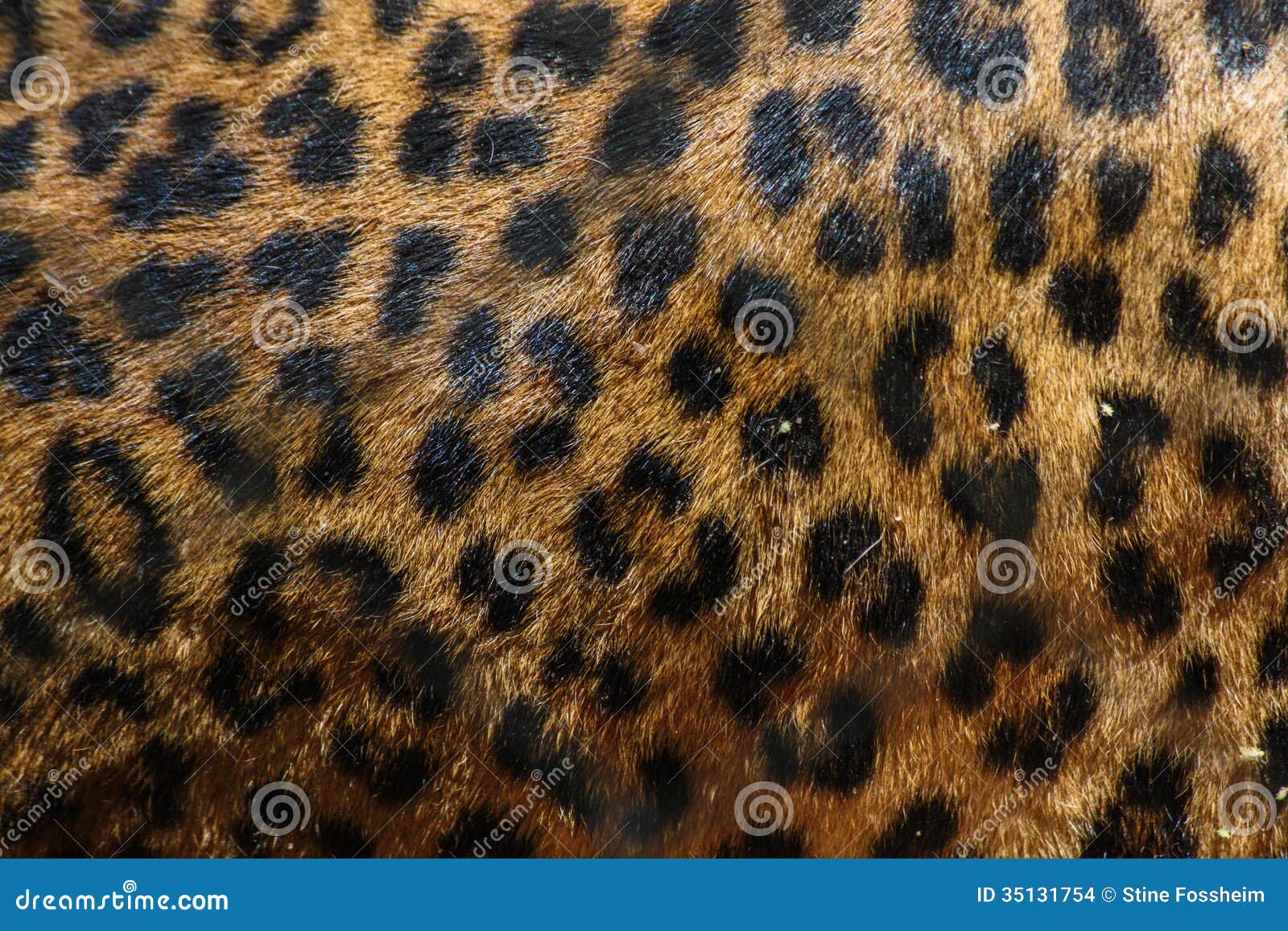 Leopard Spots stock photo. Image of spots, spot, leopards - 35131754