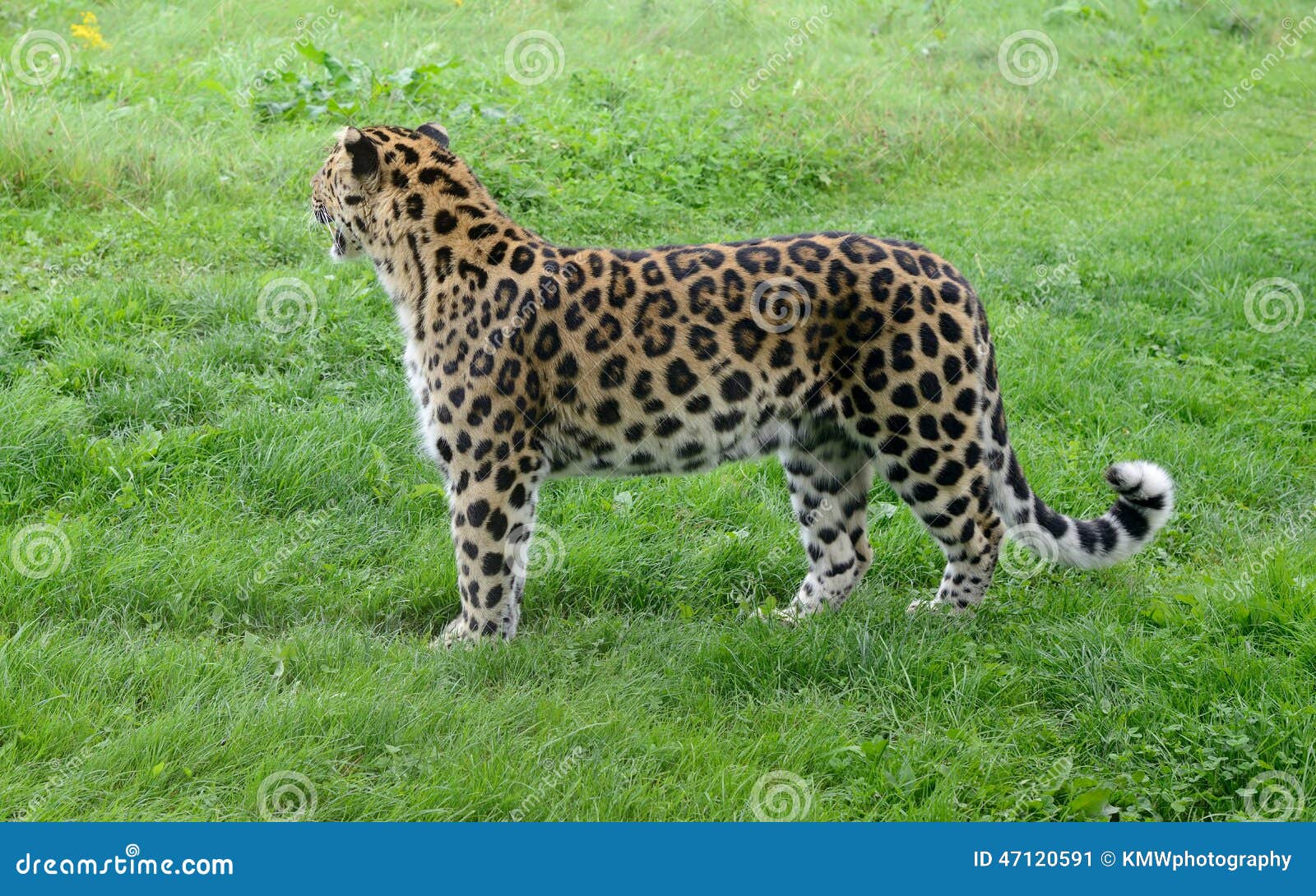 Leopard Spots stock image. Image of endangered, beast - 47120591