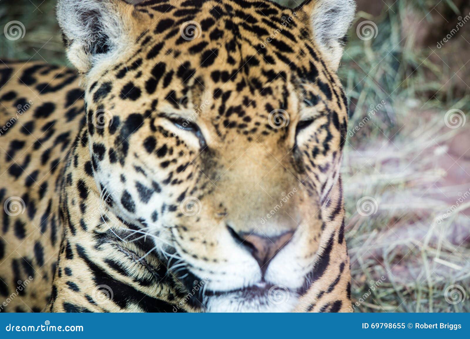 Leopard spots stock image. Image of leopard, endangered - 69798655