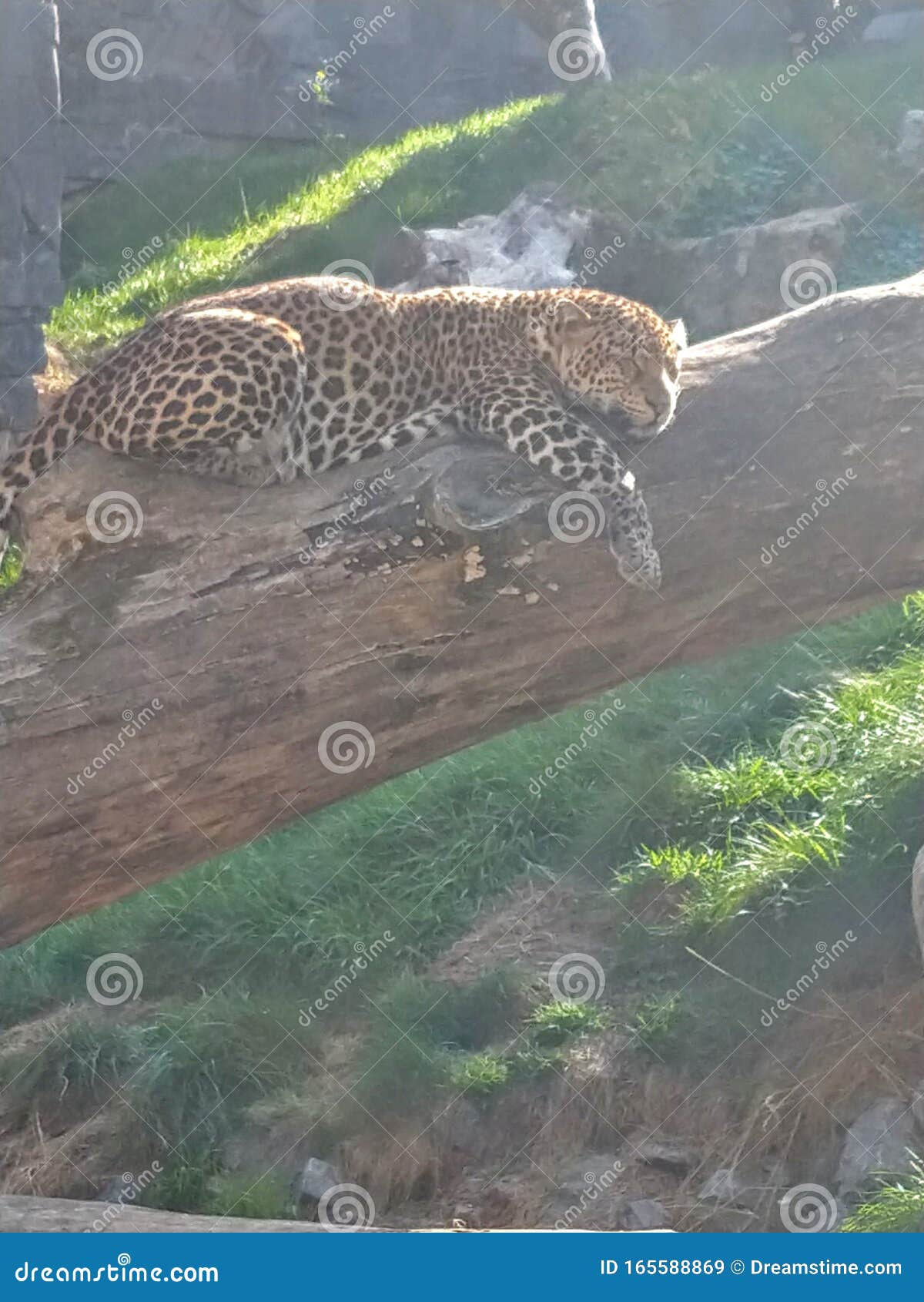 Leopard stock image. Image of tree, spots, sleep, leopard - 165588869