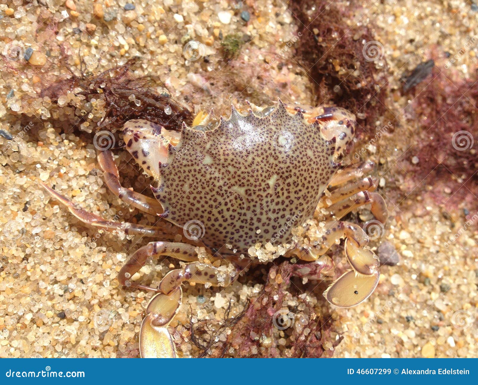 Leopard-spotted Crab stock image. Image of seaweed, ovalipes - 46607299