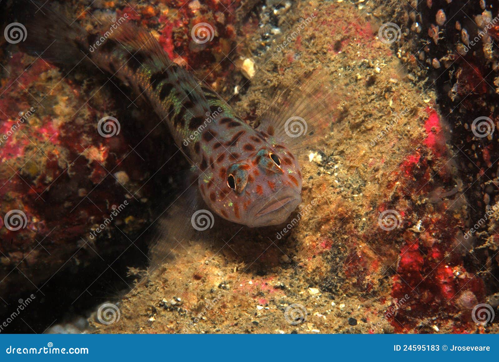 Leopard Spotted Goby stock image. Image of goby, life - 24595183
