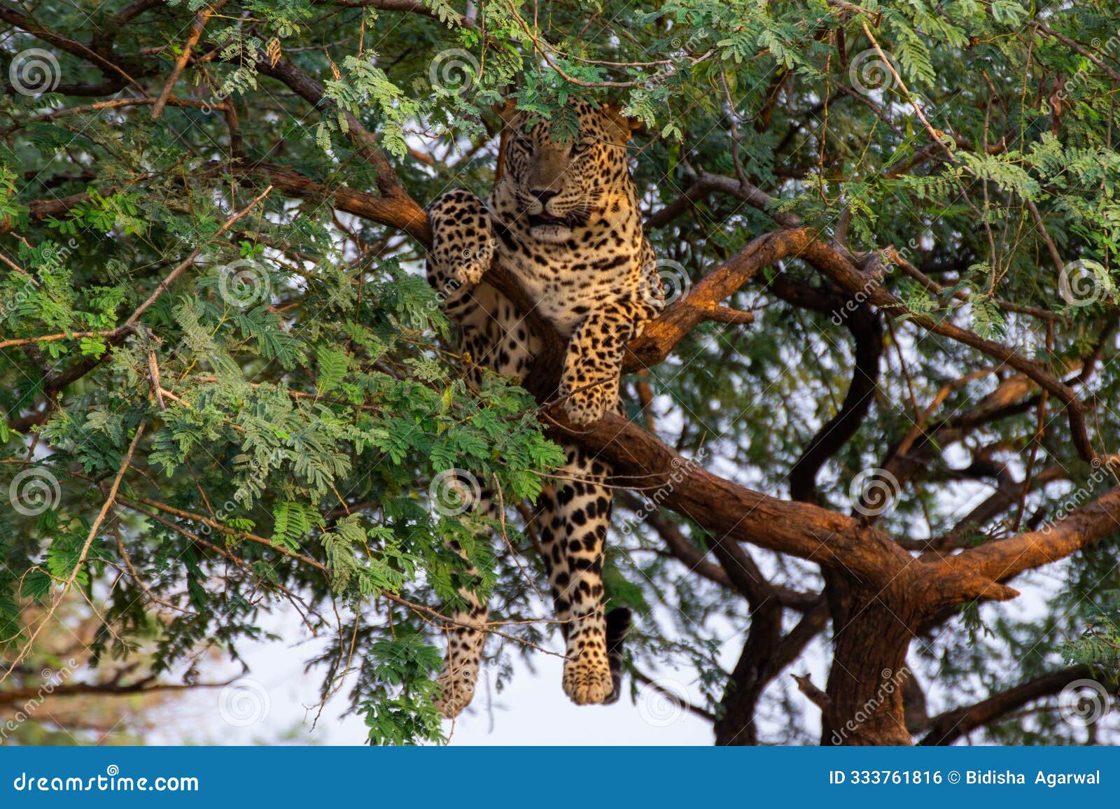 A Leopard Spotted Hanging on a Tree in a Forest Stock Photo - Image of ...