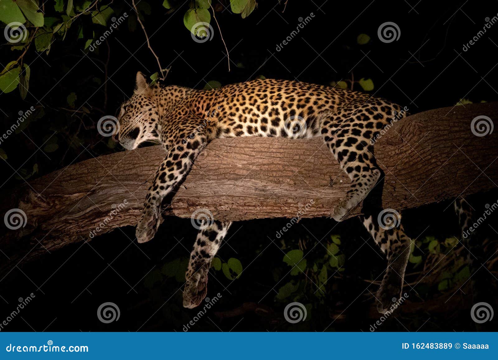 Leopard Sprawled on Top of Tree Branch at Night Stock Image - Image of ...