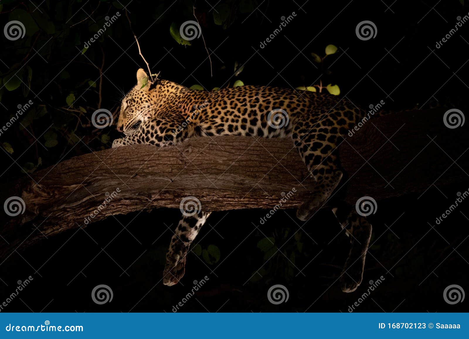 Leopard Sprawled on Top of Tree Branch, Night View Stock Image - Image ...