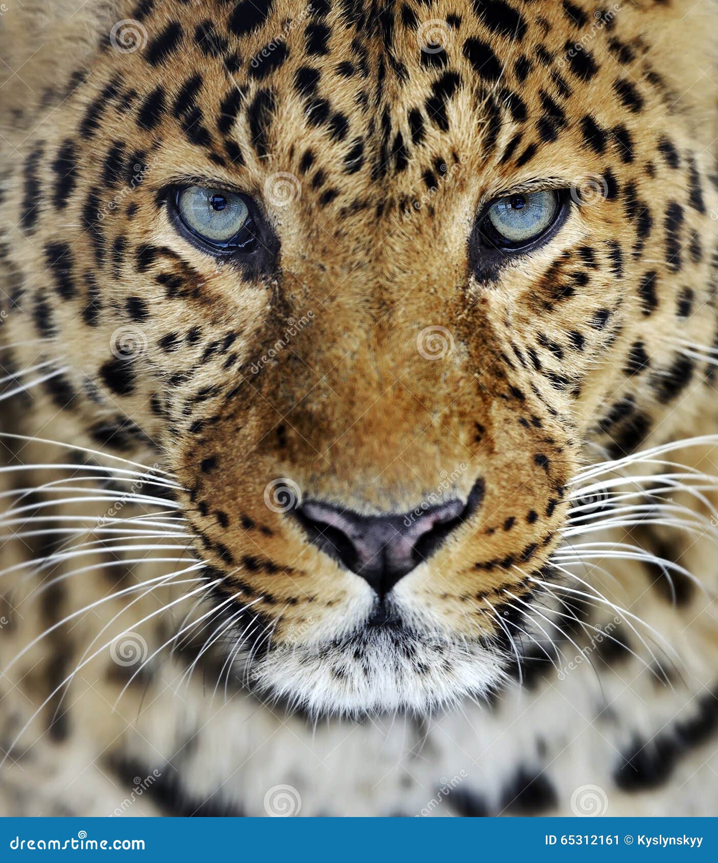 Leopard Symbol Meaning