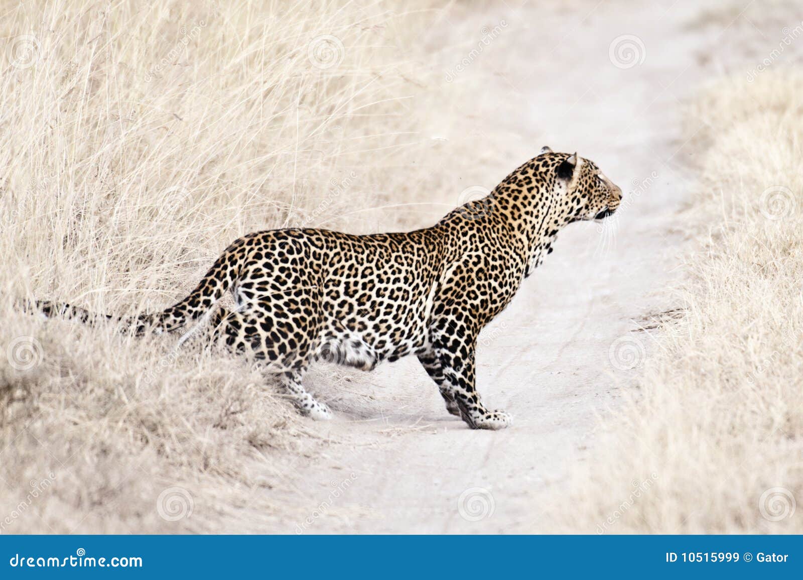 Leopard Stalking