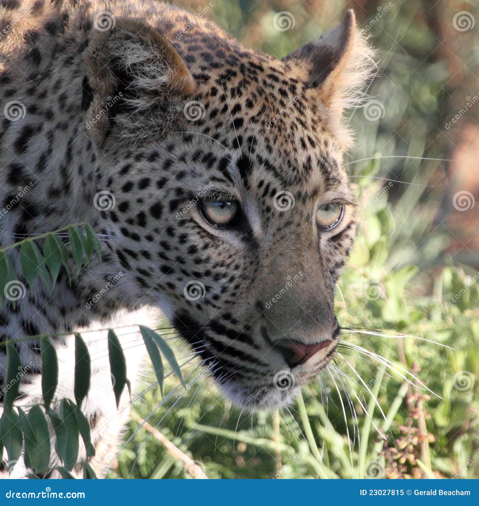 Leopard stalking stock image. Image of ferocious, safari - 23027815