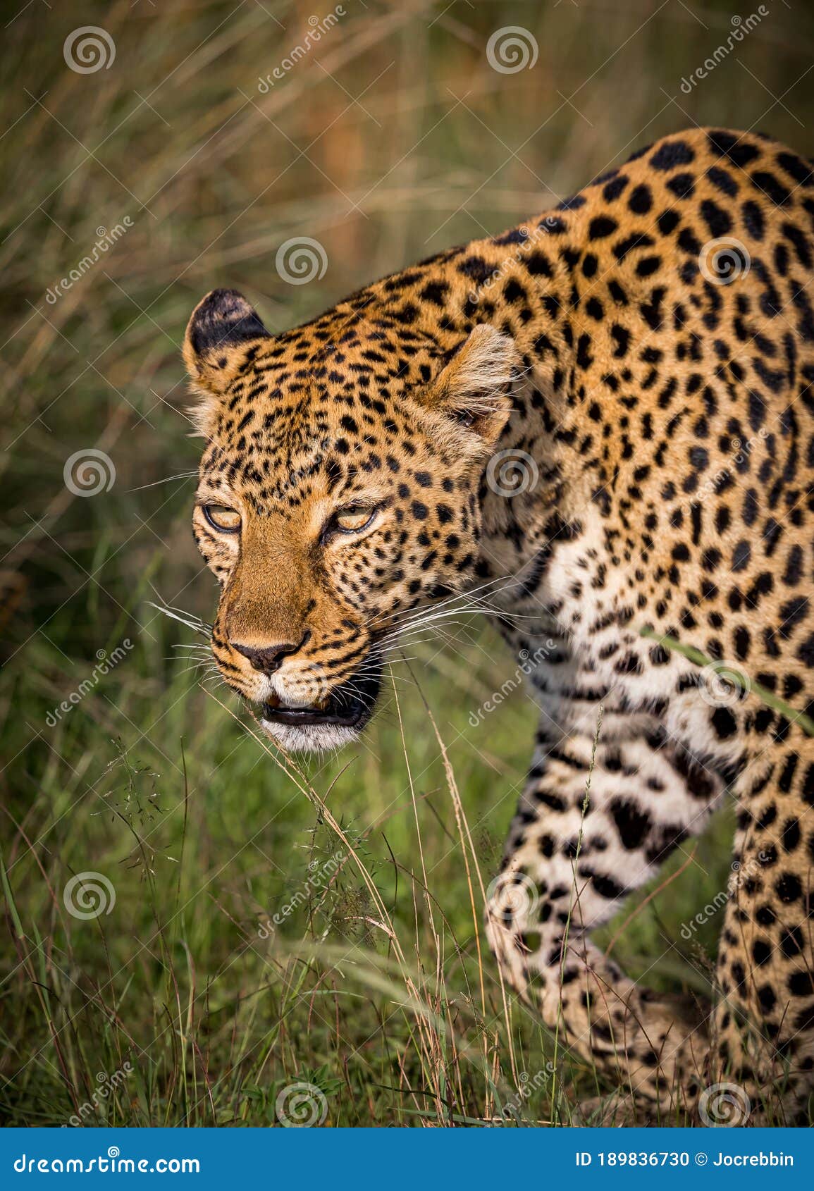 Leopard Stalking Prey in Kenya Stock Photo - Image of nature, safari ...