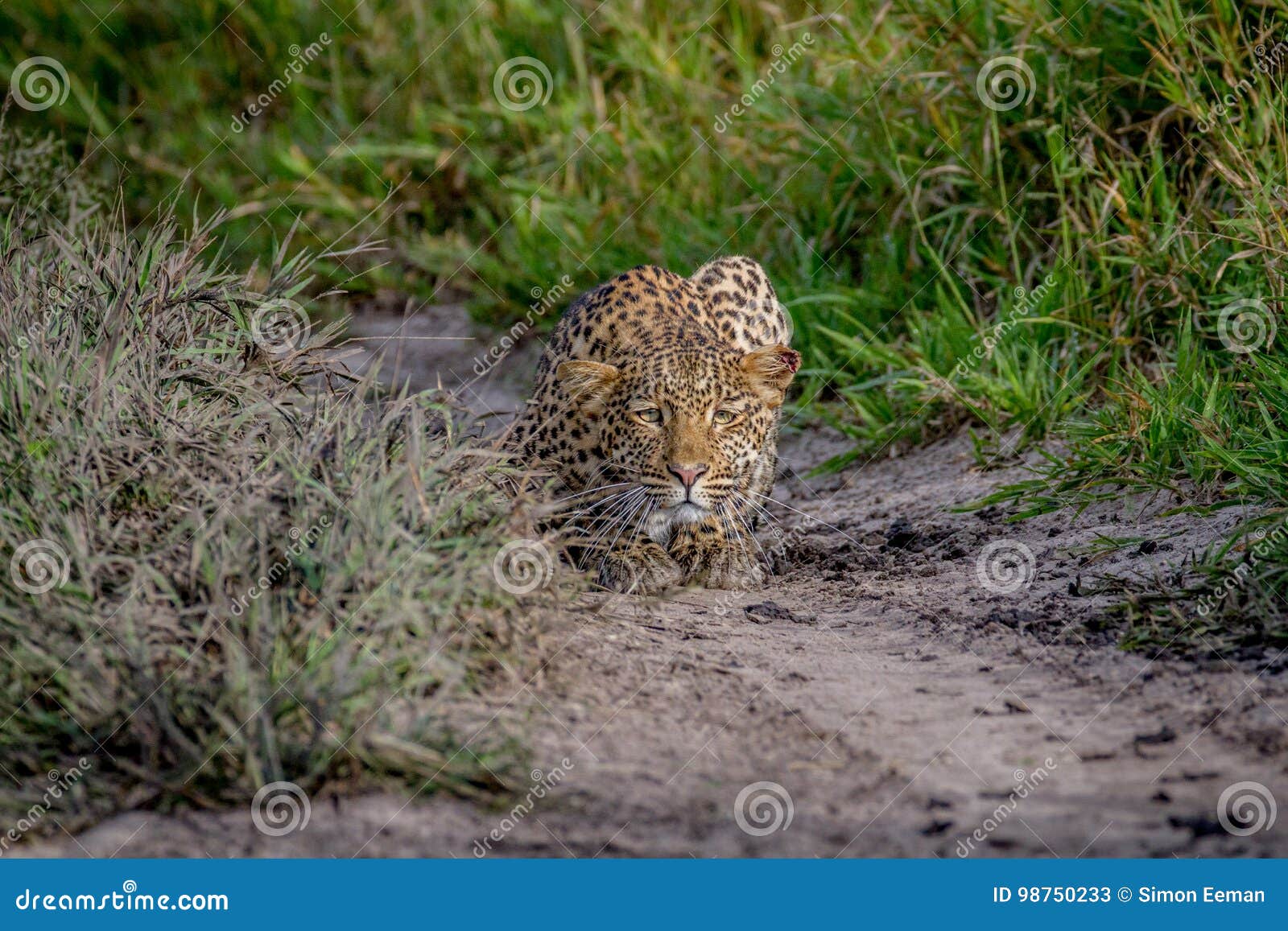 Leopard Stalking Towards the Camera. Stock Image - Image of game ...