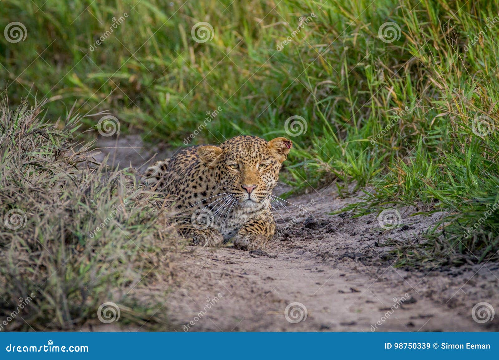 Leopard Stalking Towards the Camera. Stock Image - Image of feline ...