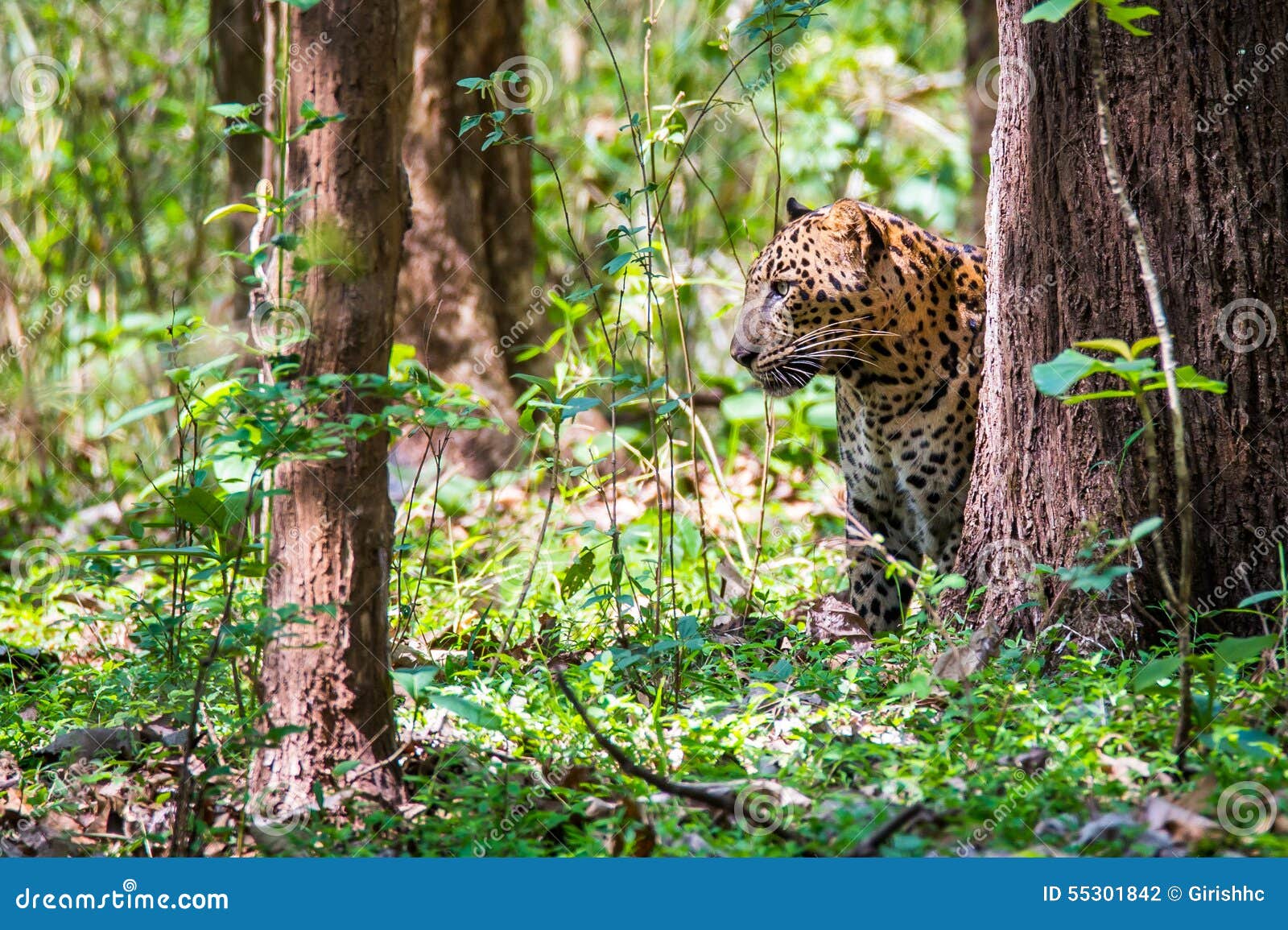 Leopard stalking stock photo. Image of africa, closeup - 55301842