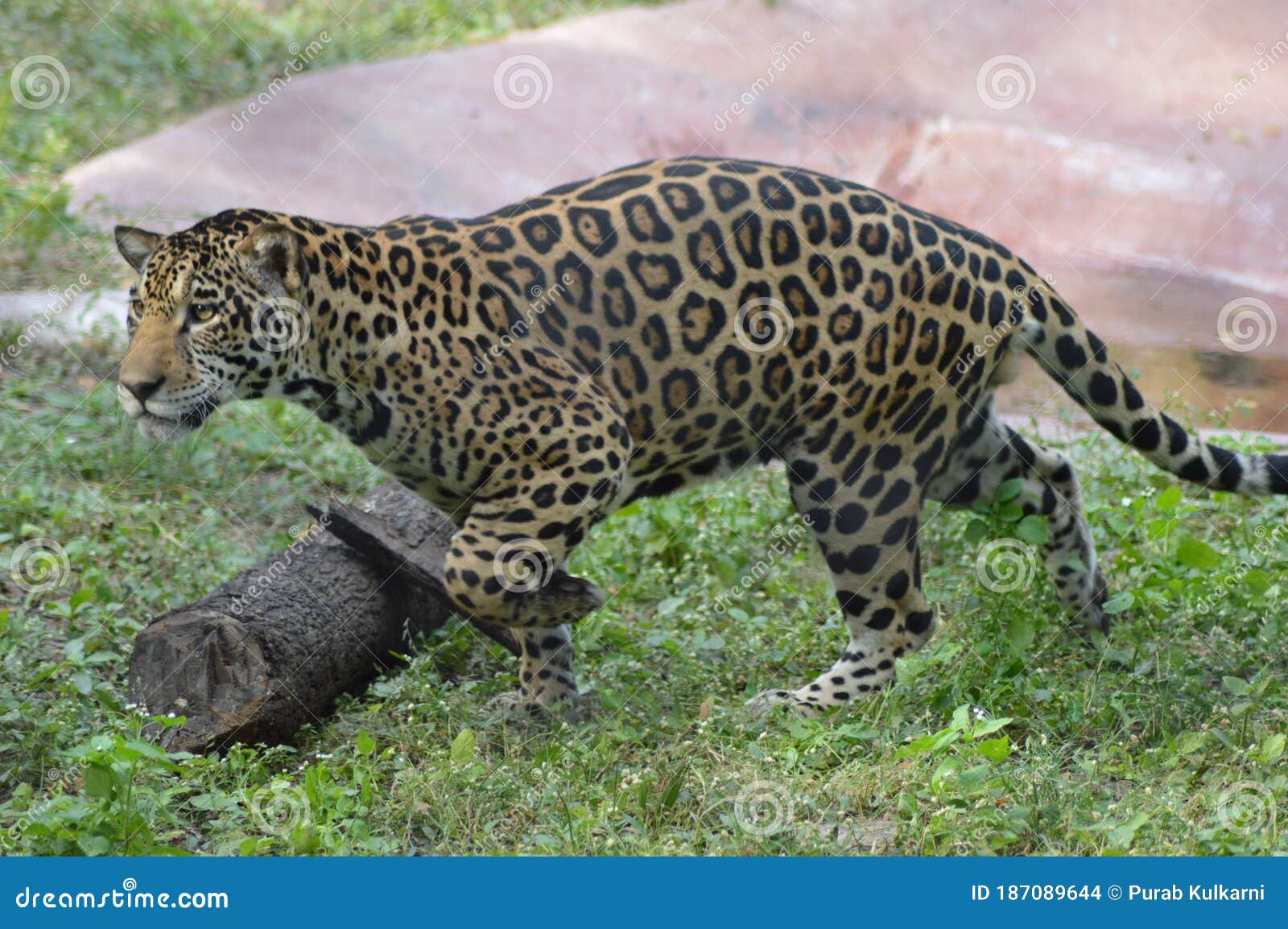 Leopard ready to hunt stock photo. Image of mammal, action - 187089644