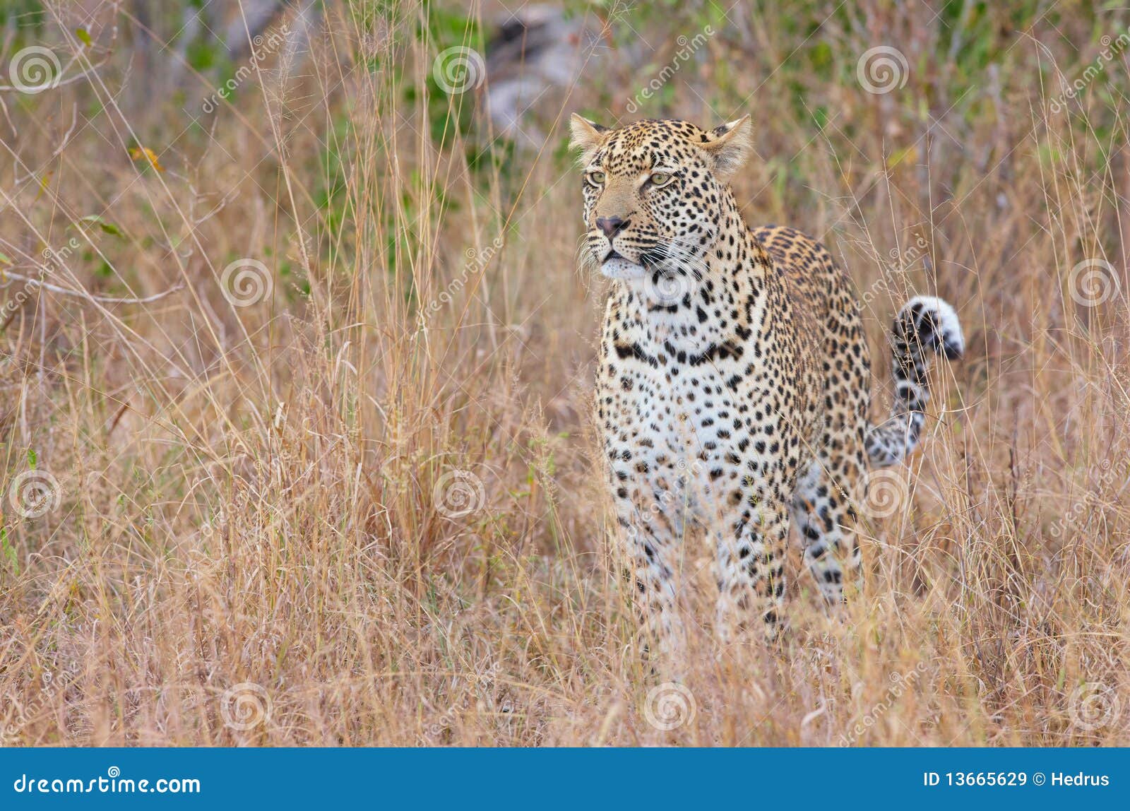 Leopard Standing Alert in Savannah Stock Image - Image of carnivorous ...