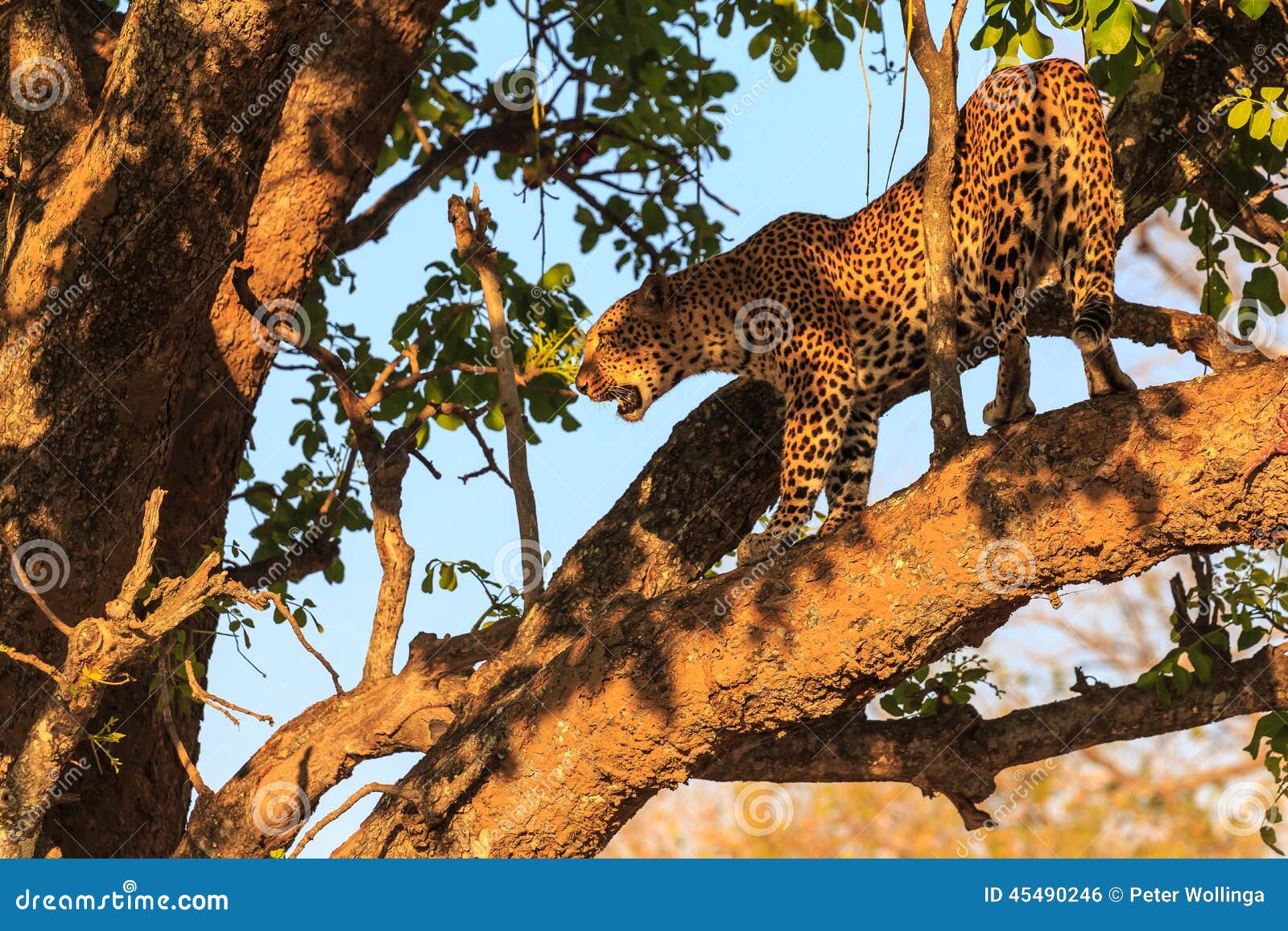Leopard Standing on a Branch in a Tree Stock Photo - Image of kruger ...