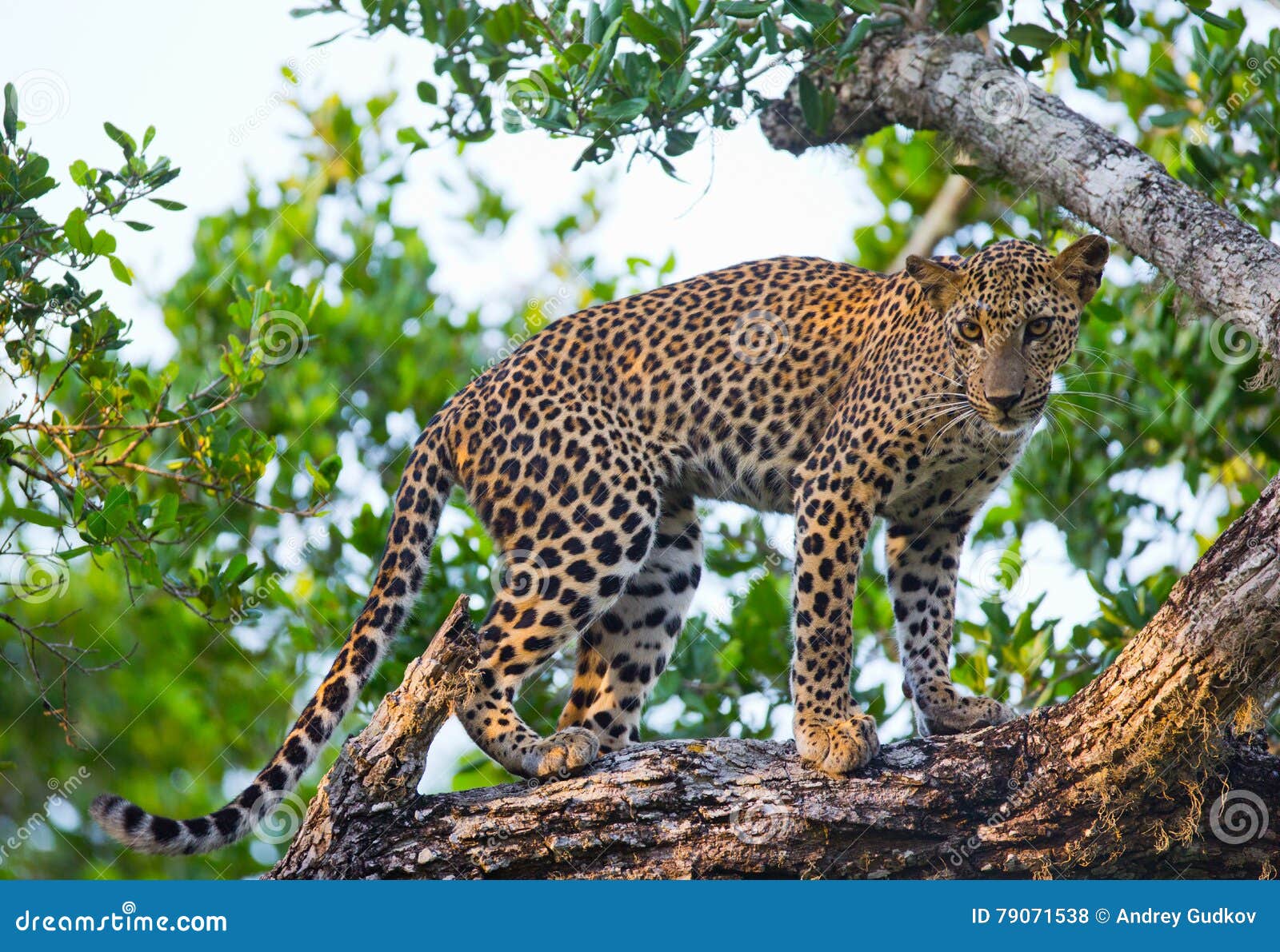 Leopard Standing on a Large Tree Branch. Sri Lanka Stock Photo - Image ...