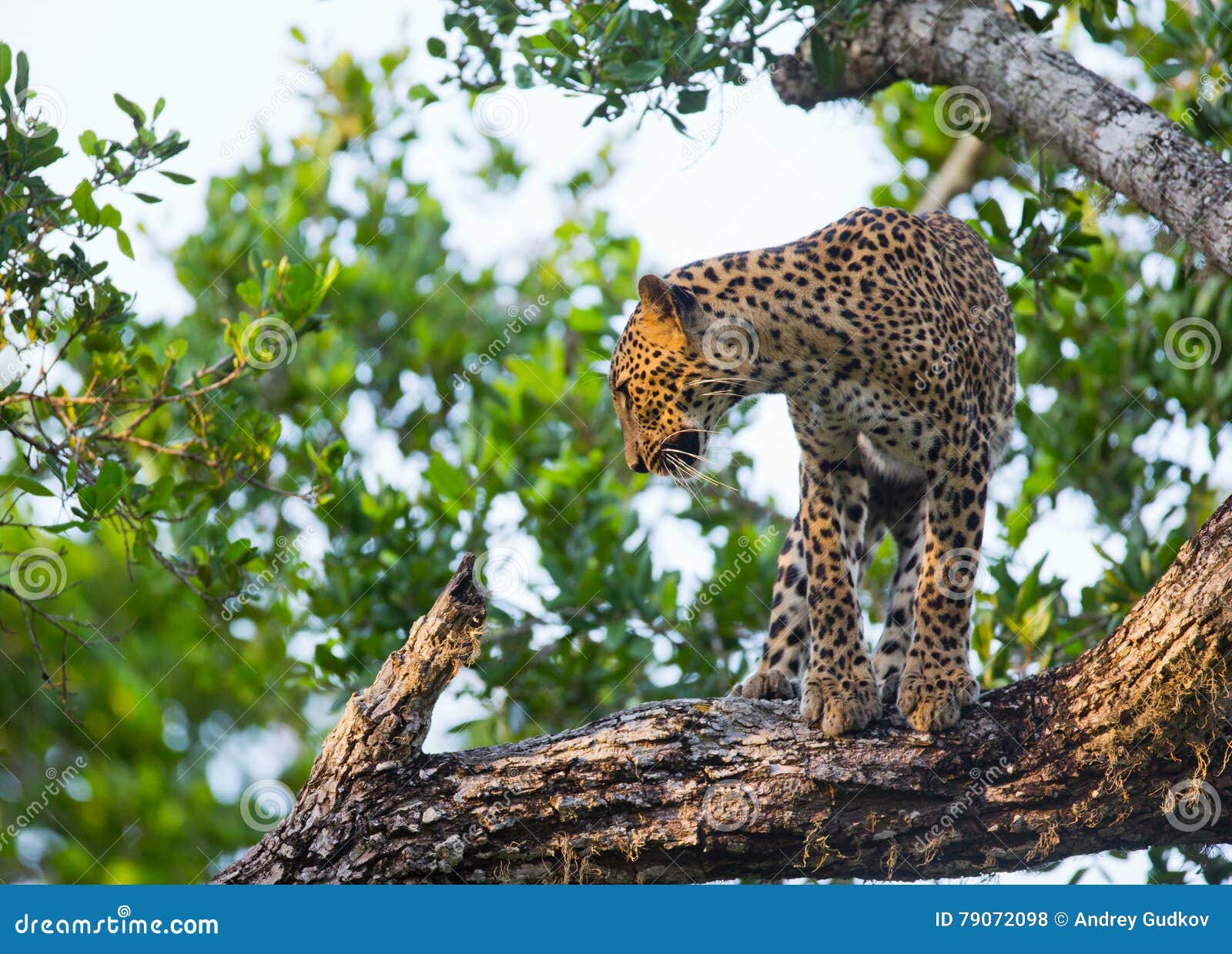 Leopard Standing on a Large Tree Branch. Sri Lanka Stock Photo - Image ...
