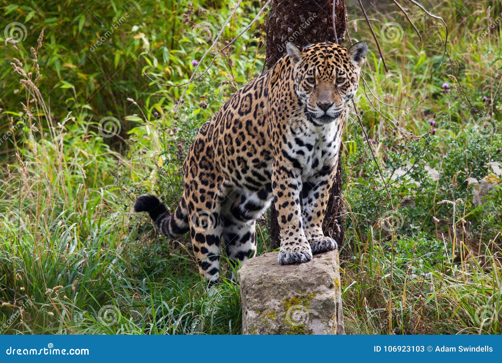 Leopard standing on a rock stock image. Image of rock - 106923103