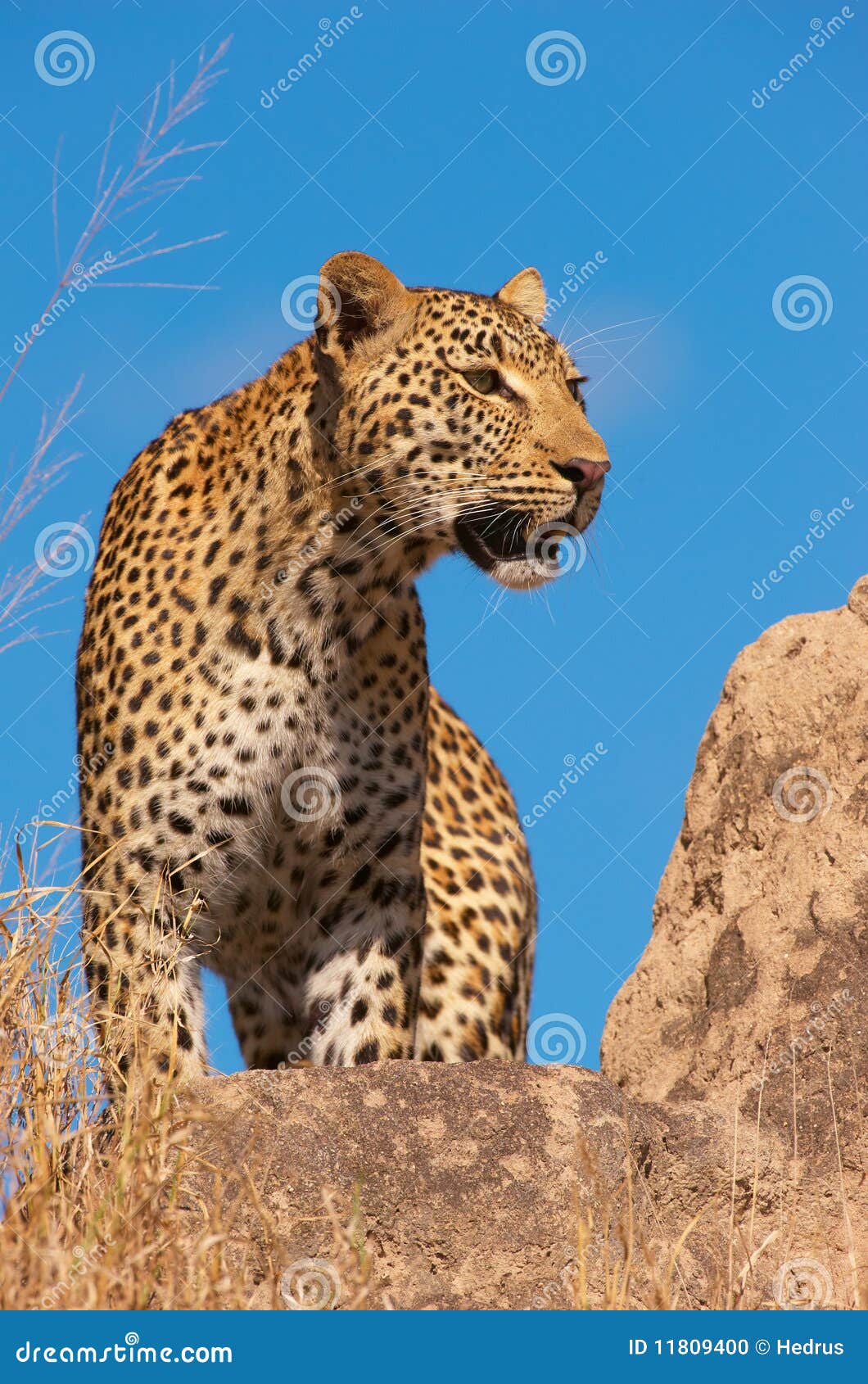 TIP OF LEOPARD ROCK OVERHANG AND VIEW OF MZIMKHULU RIVER IN ORIBI GORGE ...