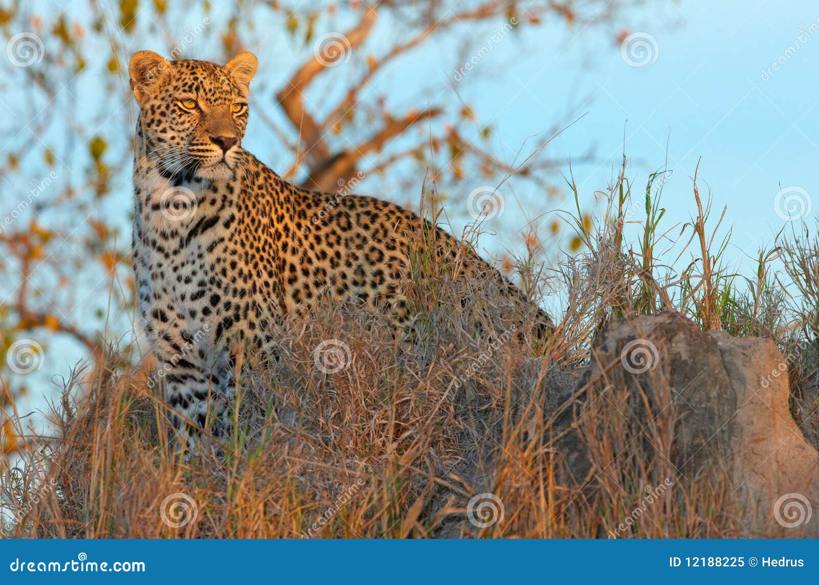 Leopard Standing in Savannah Stock Image - Image of environment ...