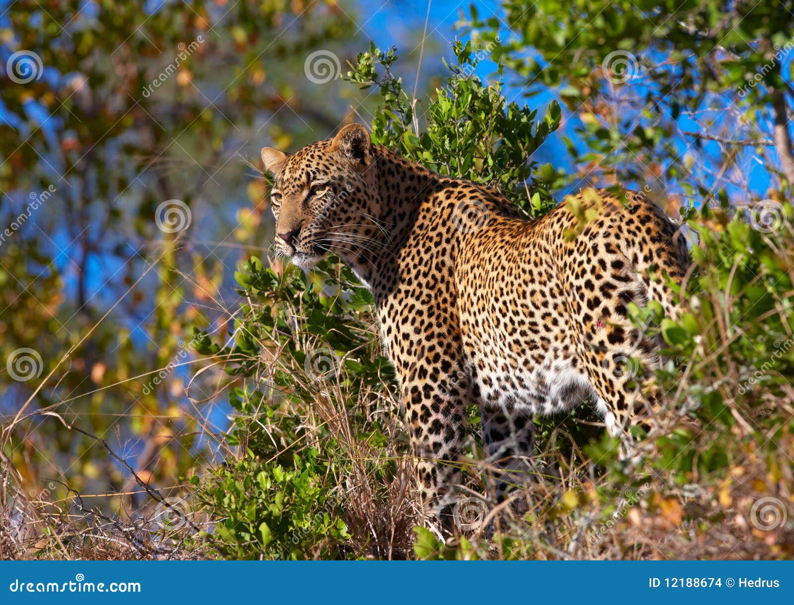 Leopard Standing in Savannah Stock Photo - Image of safari, outdoors ...
