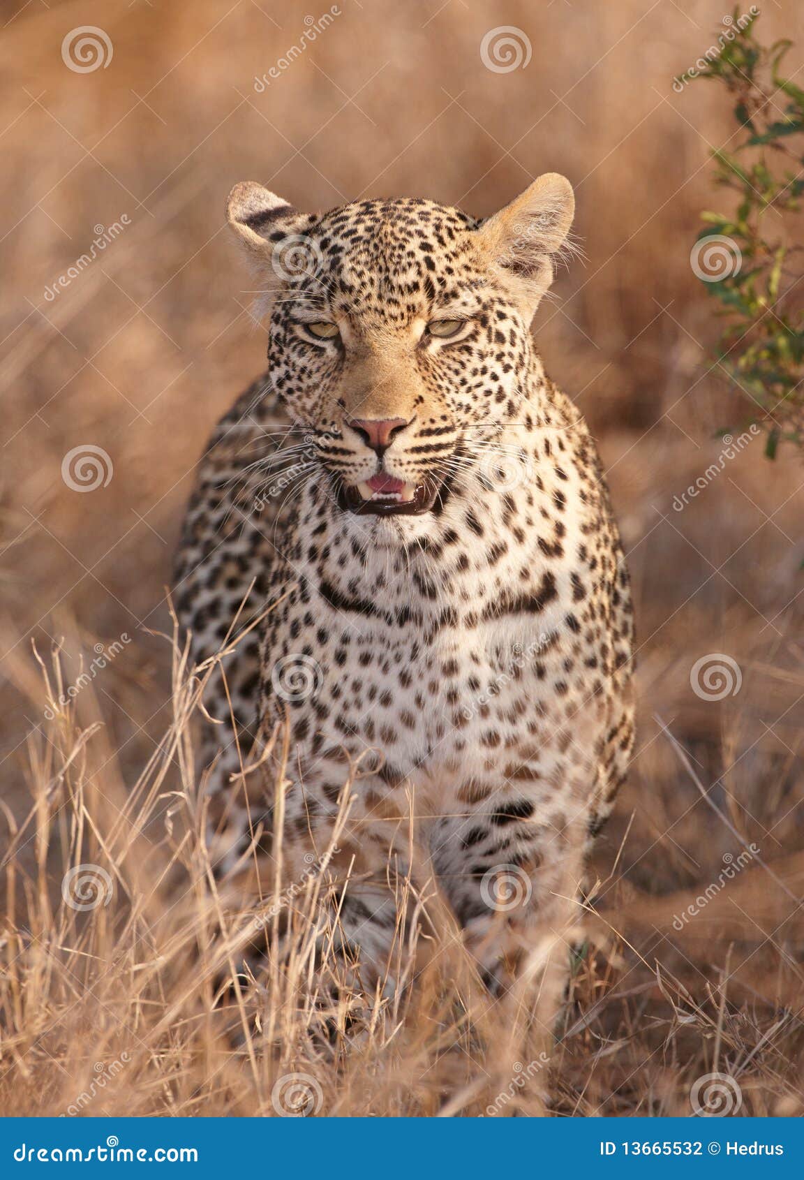 Leopard Standing in Savannah Stock Photo - Image of savannah, nature ...