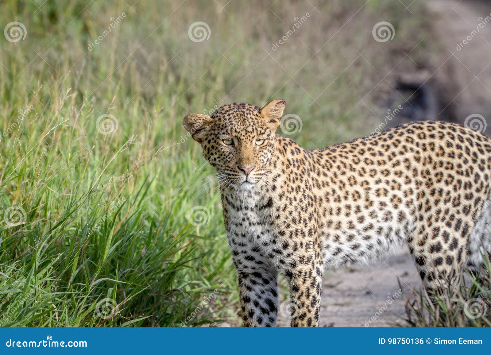 Leopard Standing and Starring. Stock Photo - Image of african, game ...
