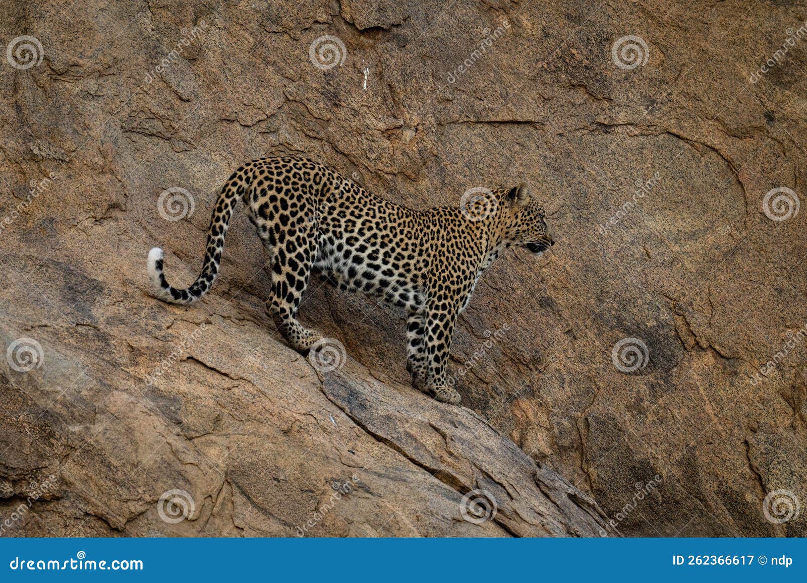 Leopard Standing on Steep Rock Looking Ahead Stock Image - Image of ...