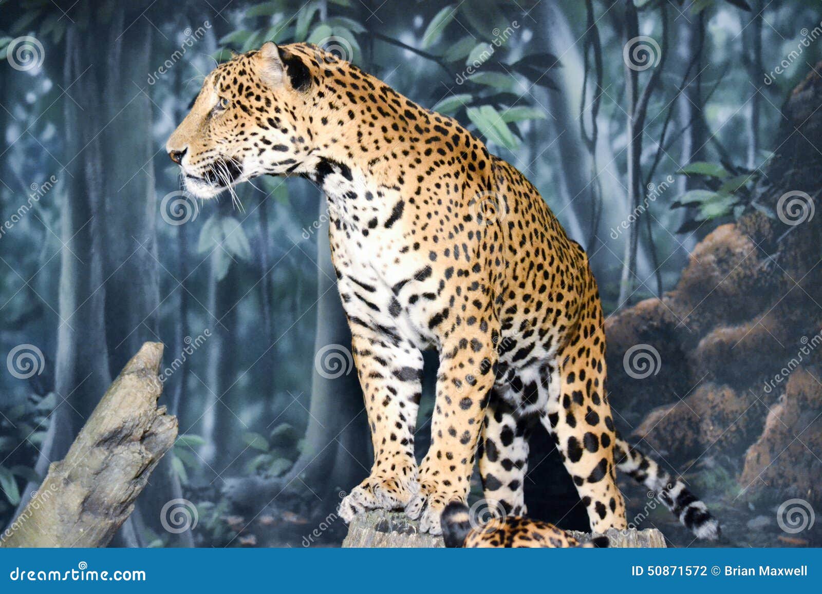 Leopard Standing stock photo. Image of still, park, pose - 50871572